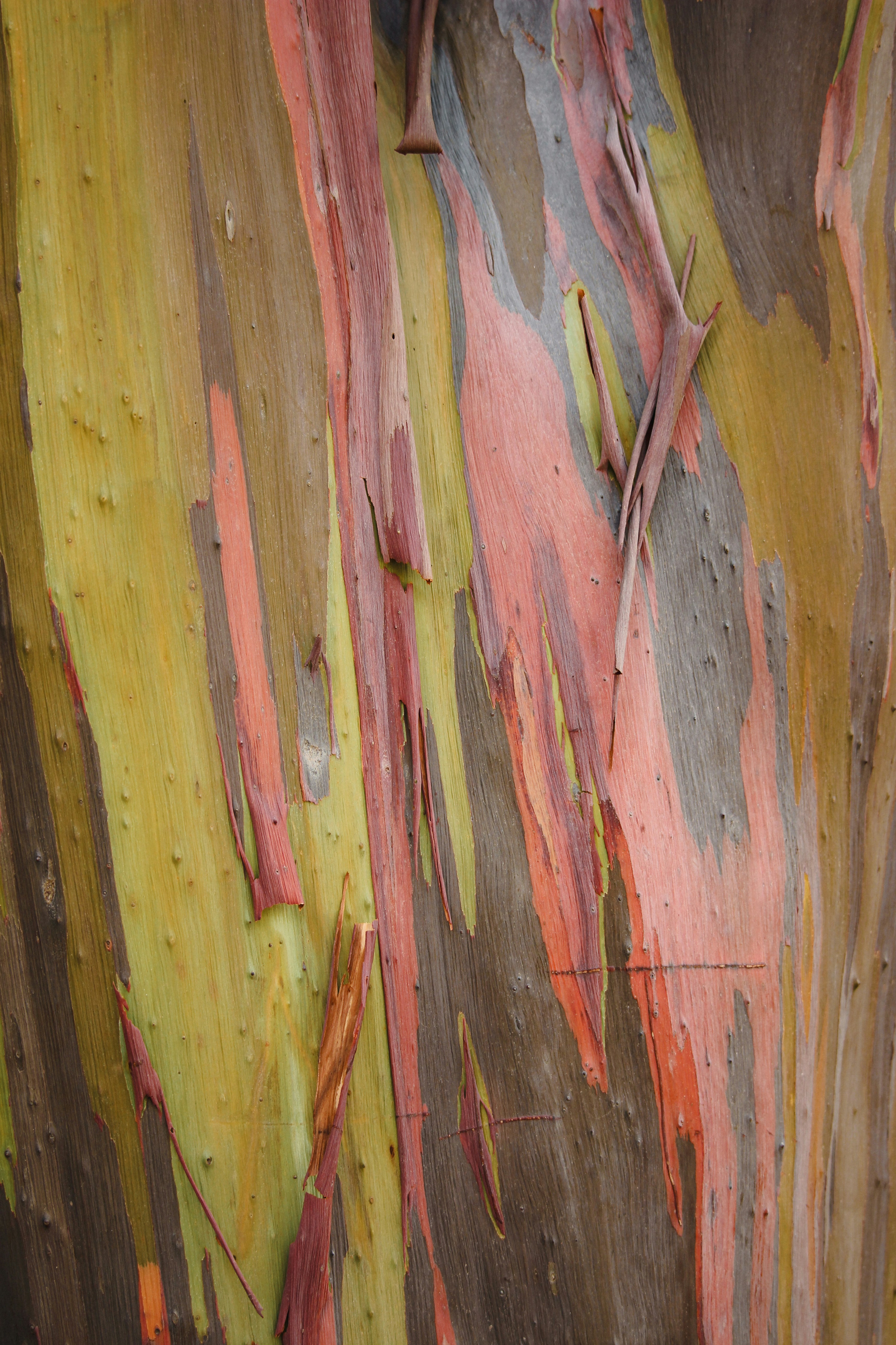 Striped Bark Portrait: Rainbow Trunk in Autumn Light
