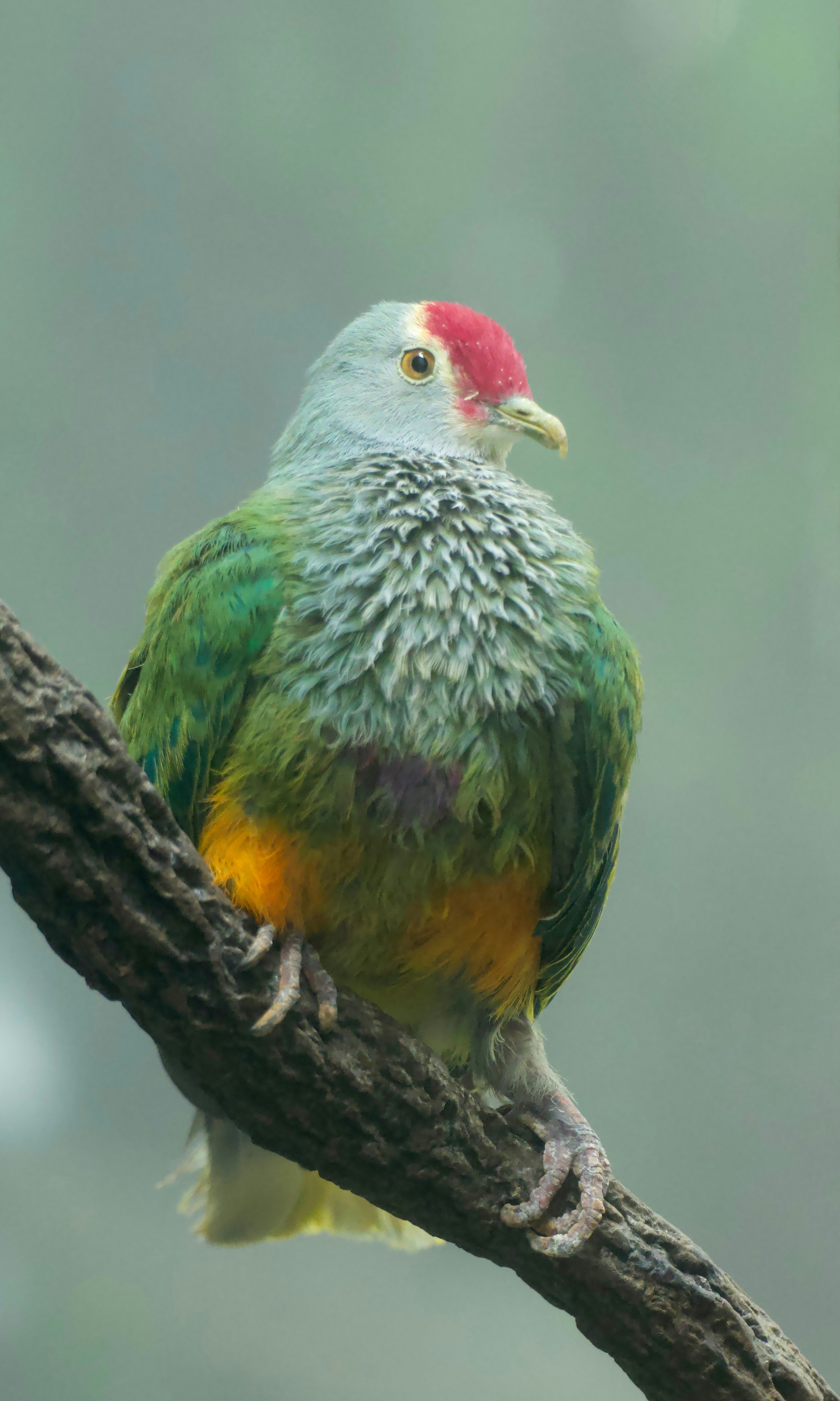 Vibrant Green-Frilled Finch Perched on a Barked Branch