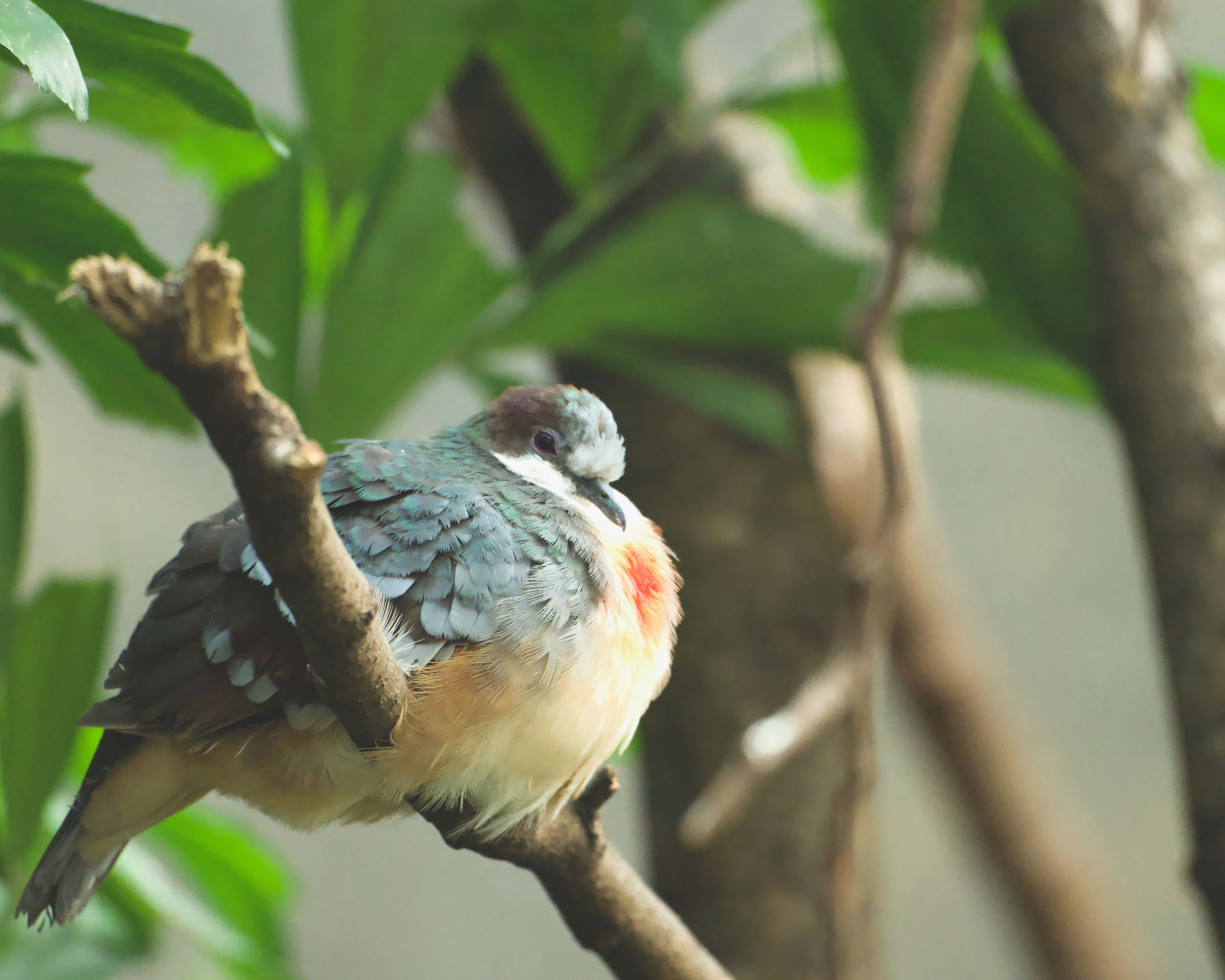 Brush-footed Silhouette: A Softly Lit Bird Perched on a Branch