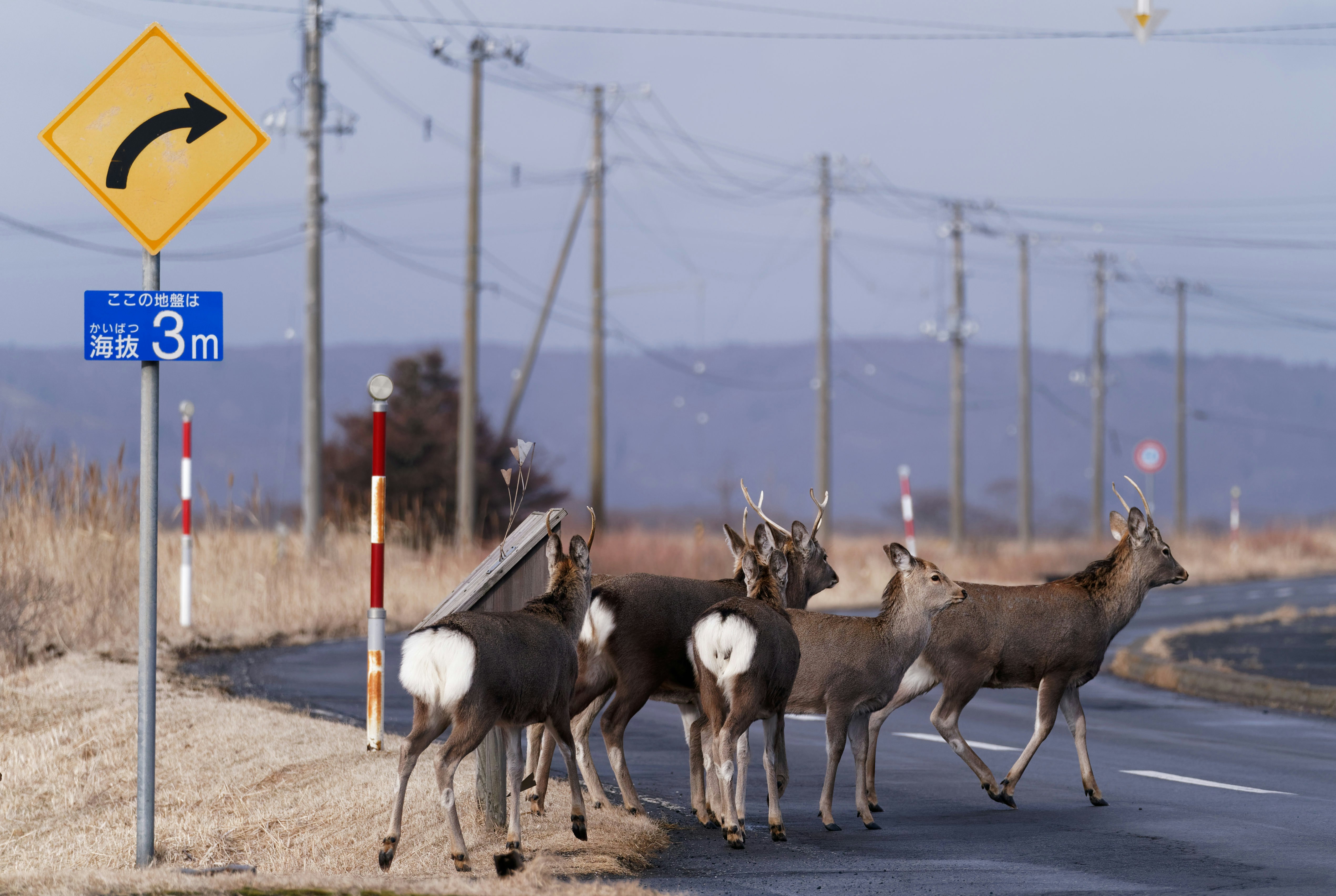 Roadside Gathering: A Herd Pauses at the Bend