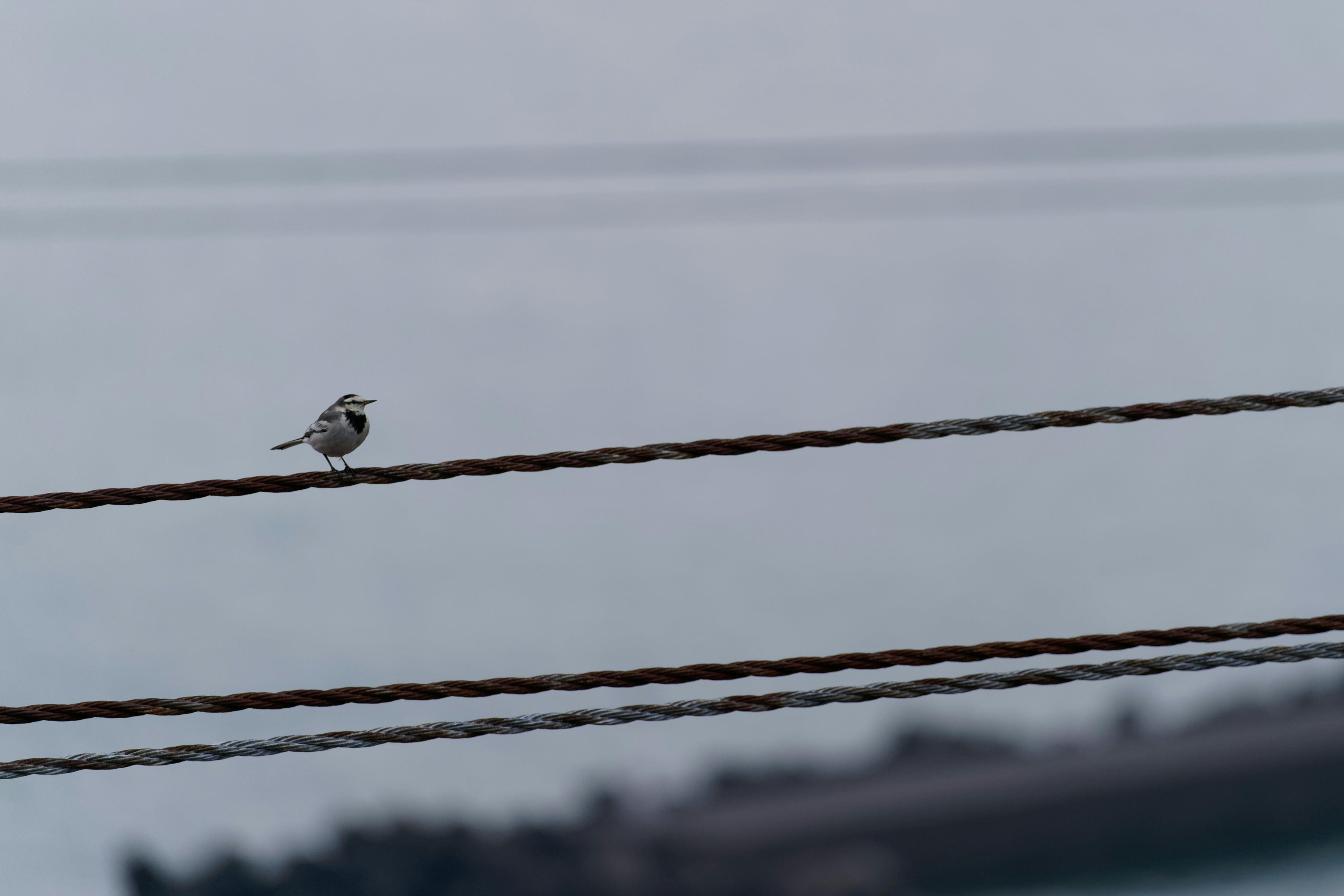 Solitary Bird on a Taut Wire Against a Quiet Sky