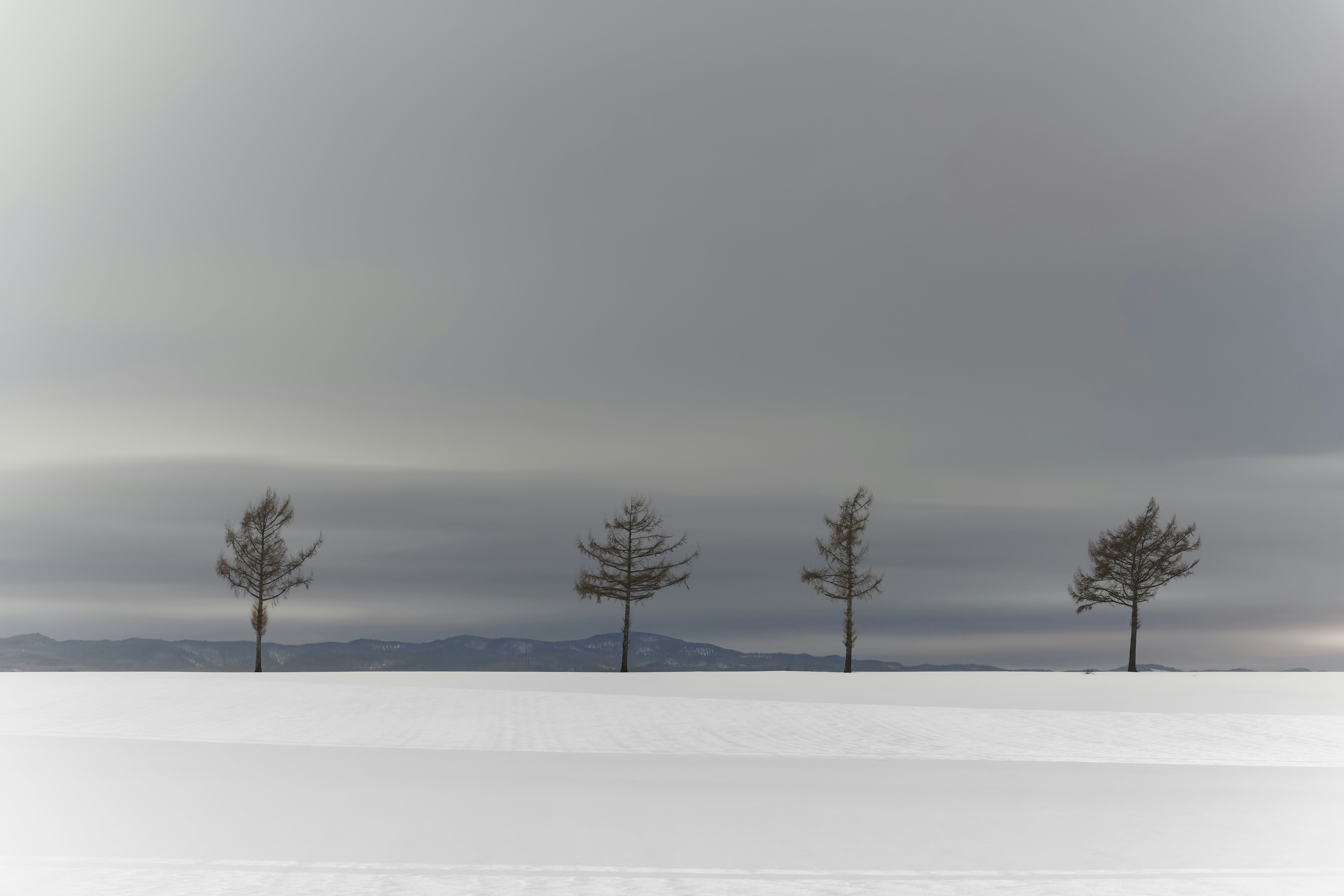 Lone Trees Across a Frozen Horizon