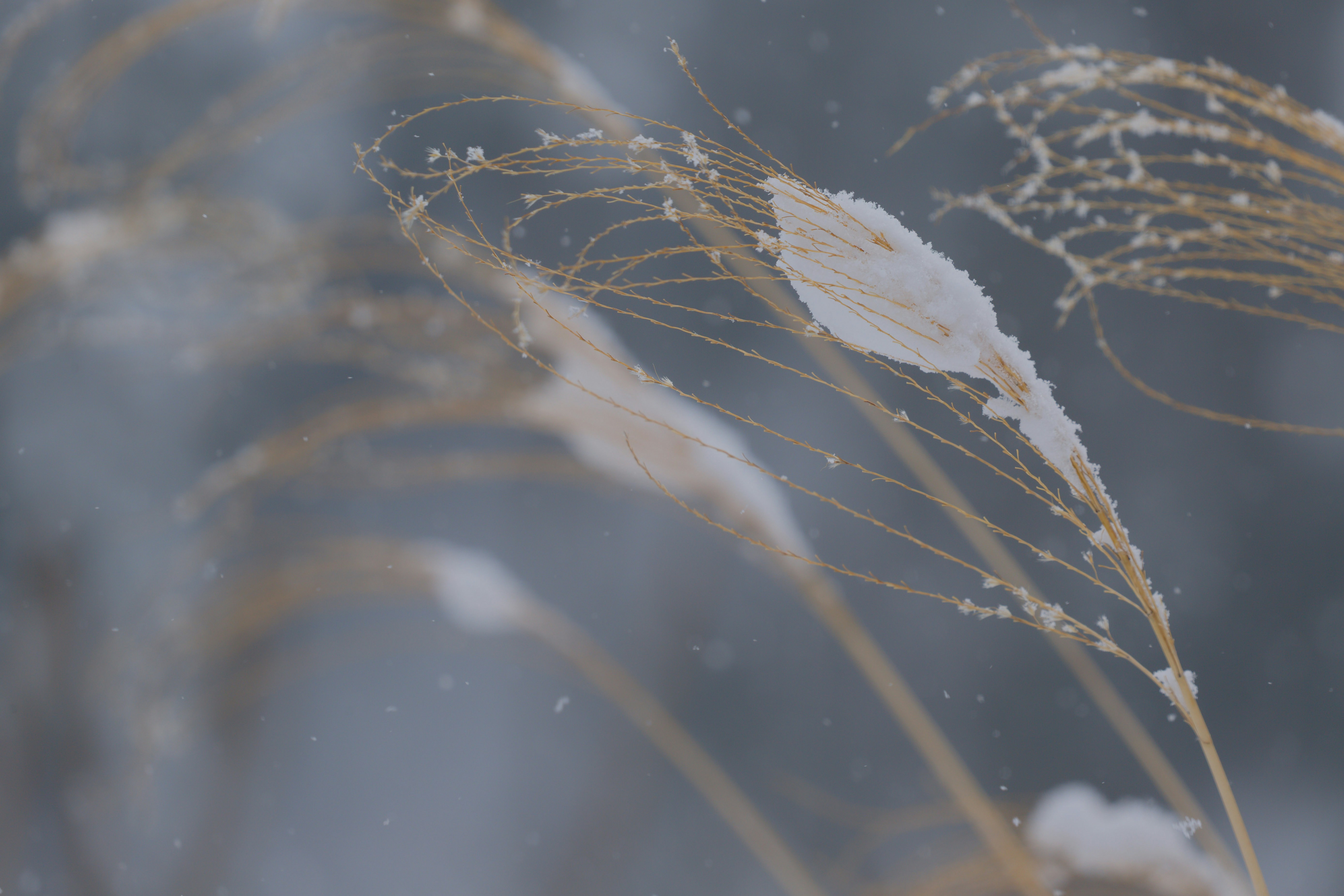 Snowy Seedhead Serenade in Winter Light