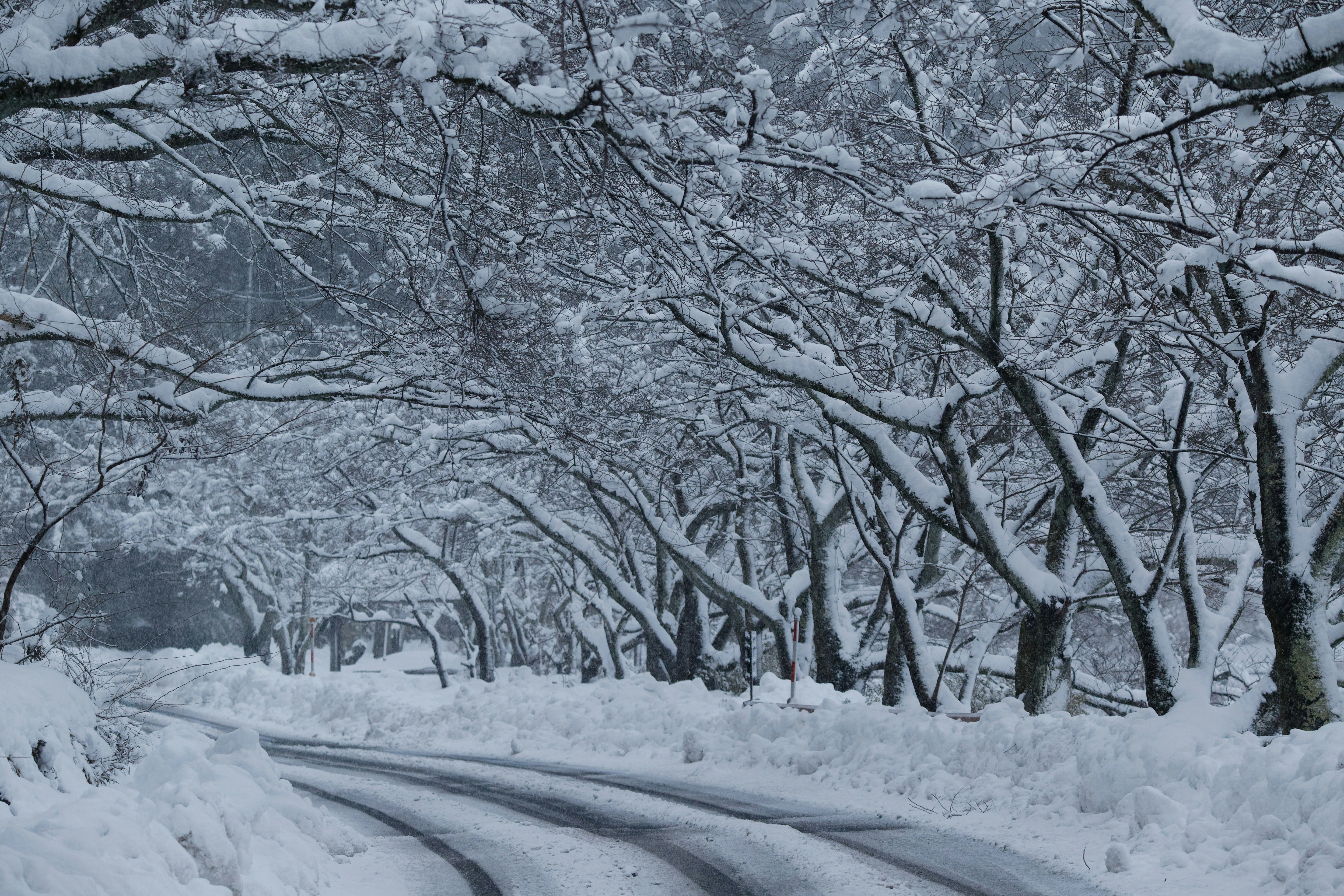 Snowbound Lane: A Quiet Road Through Ice-Laced Trees