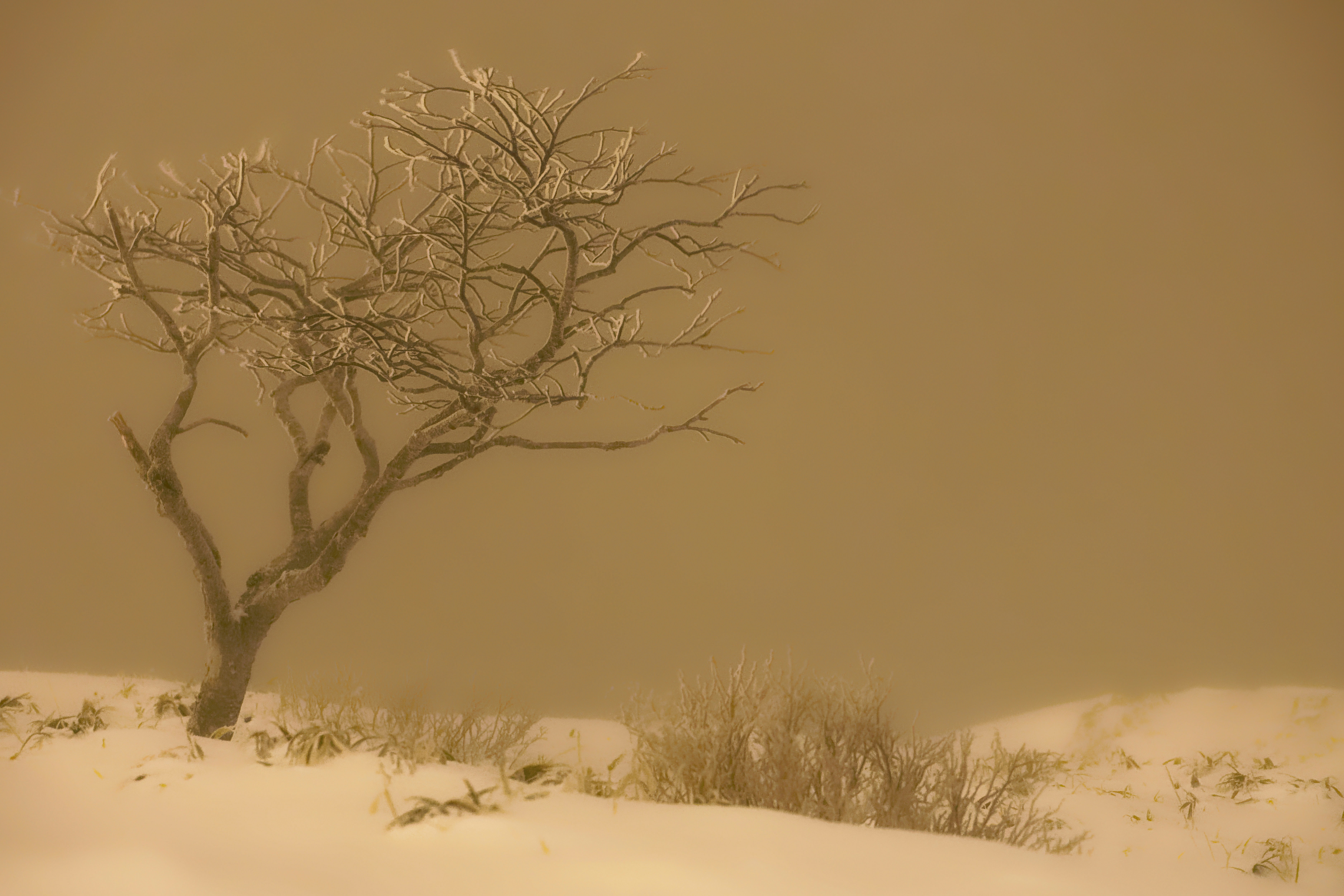 Winter Sentinel: A Gnarled Tree Standing Against a Golden Haze