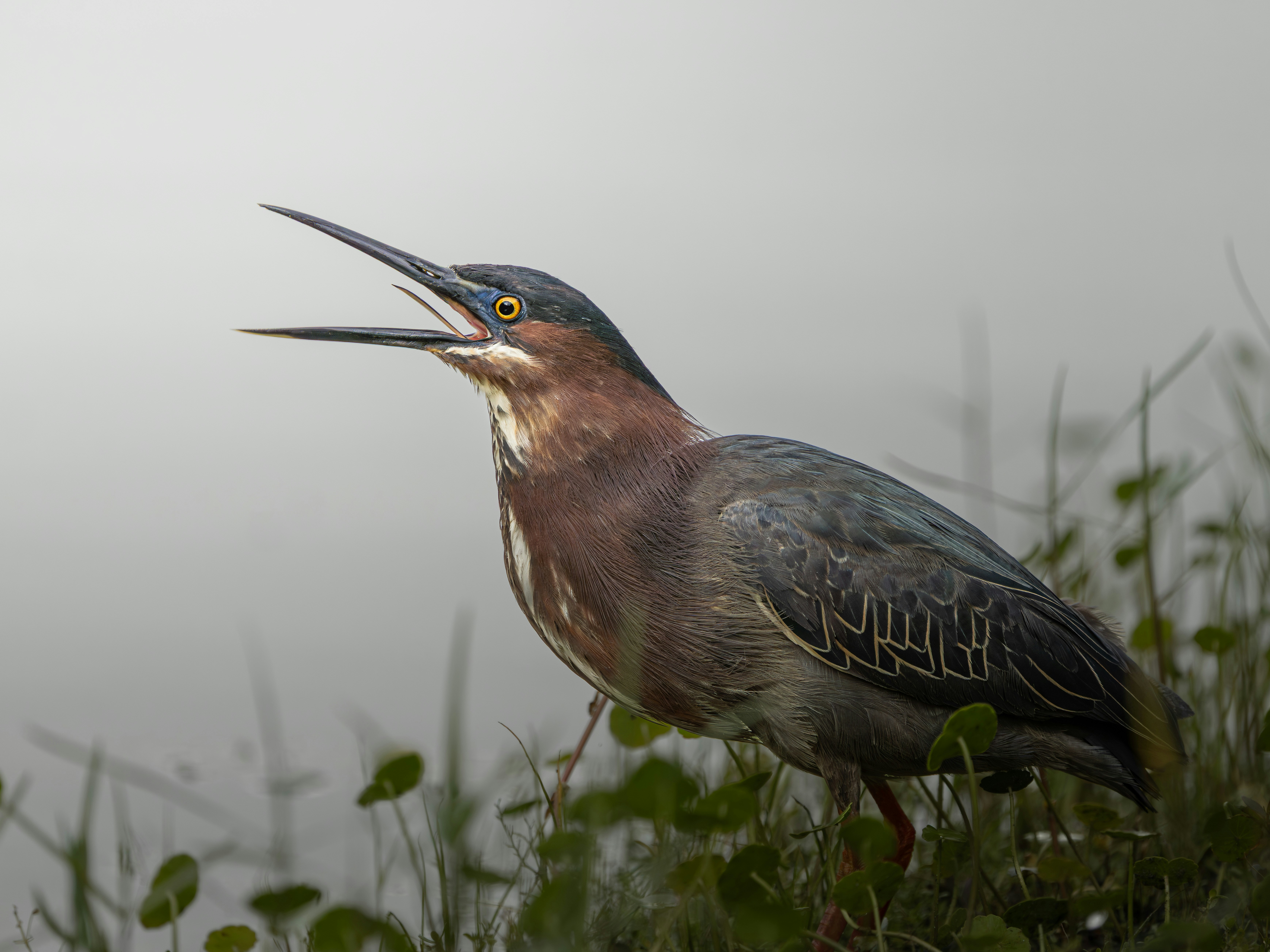 Heron Corydalis: a close-up alert on a long-beaked hunter