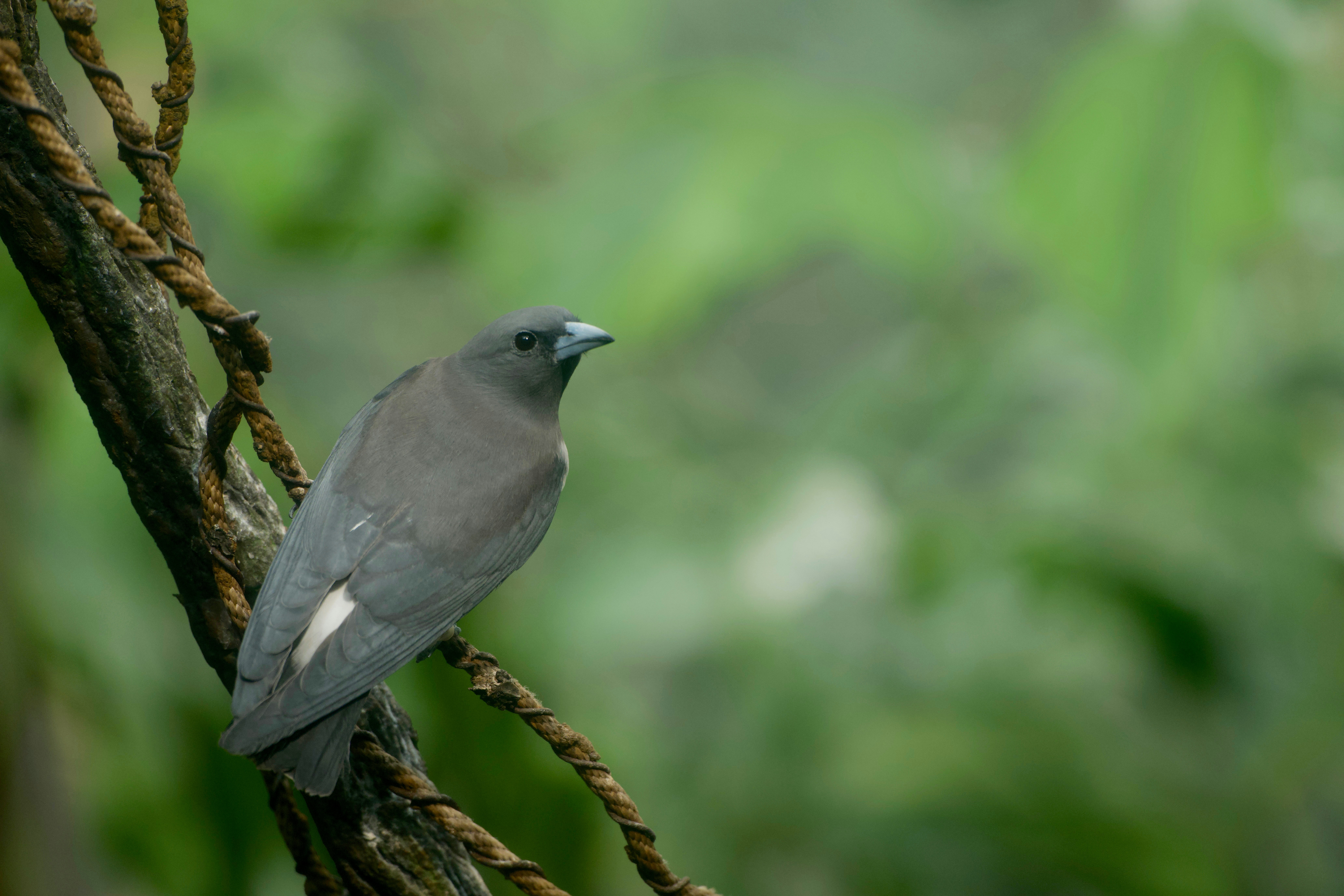 Muted Gray Bird on Vine Swing