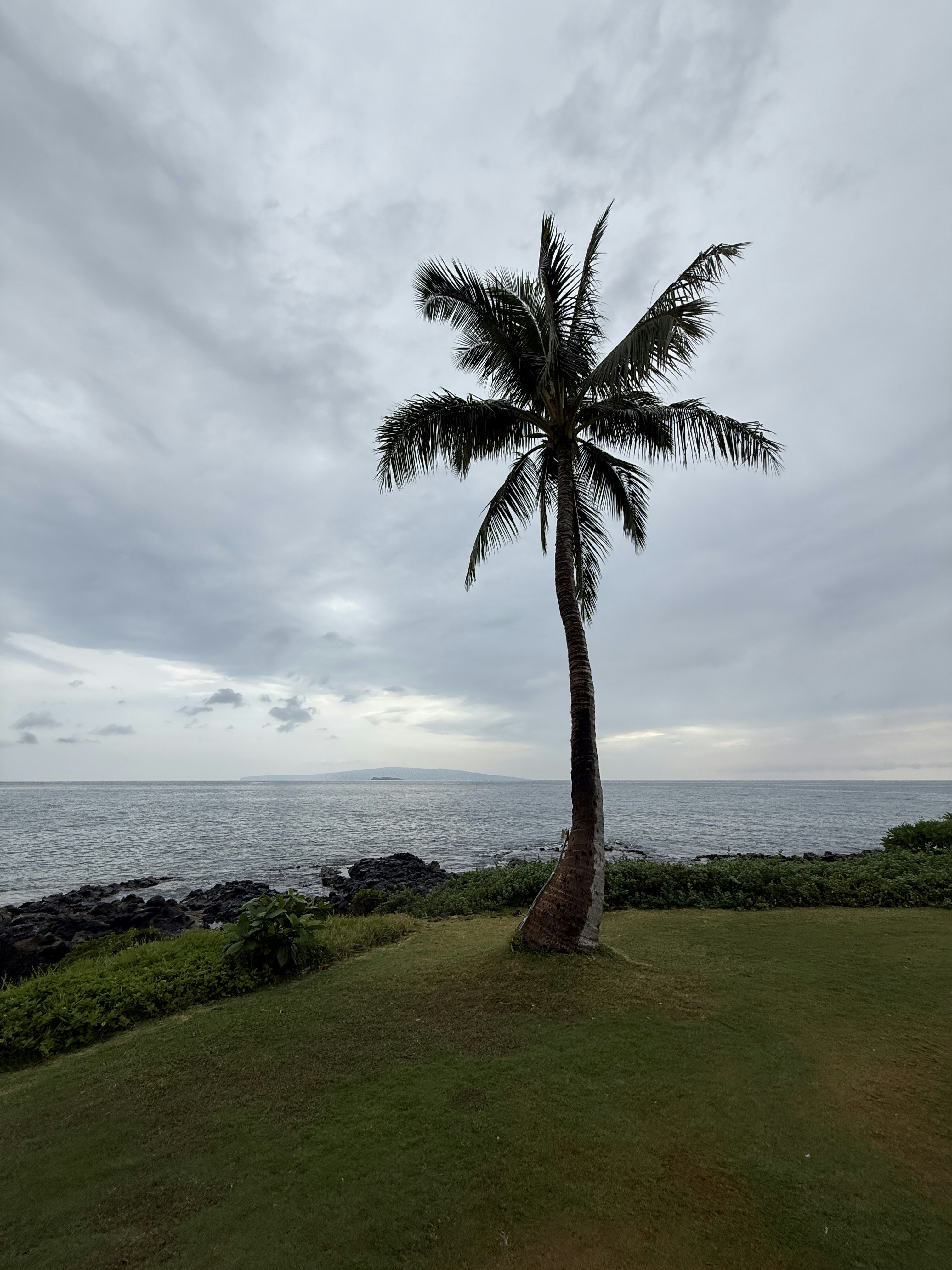 Solitary Palm at the Edge of the World