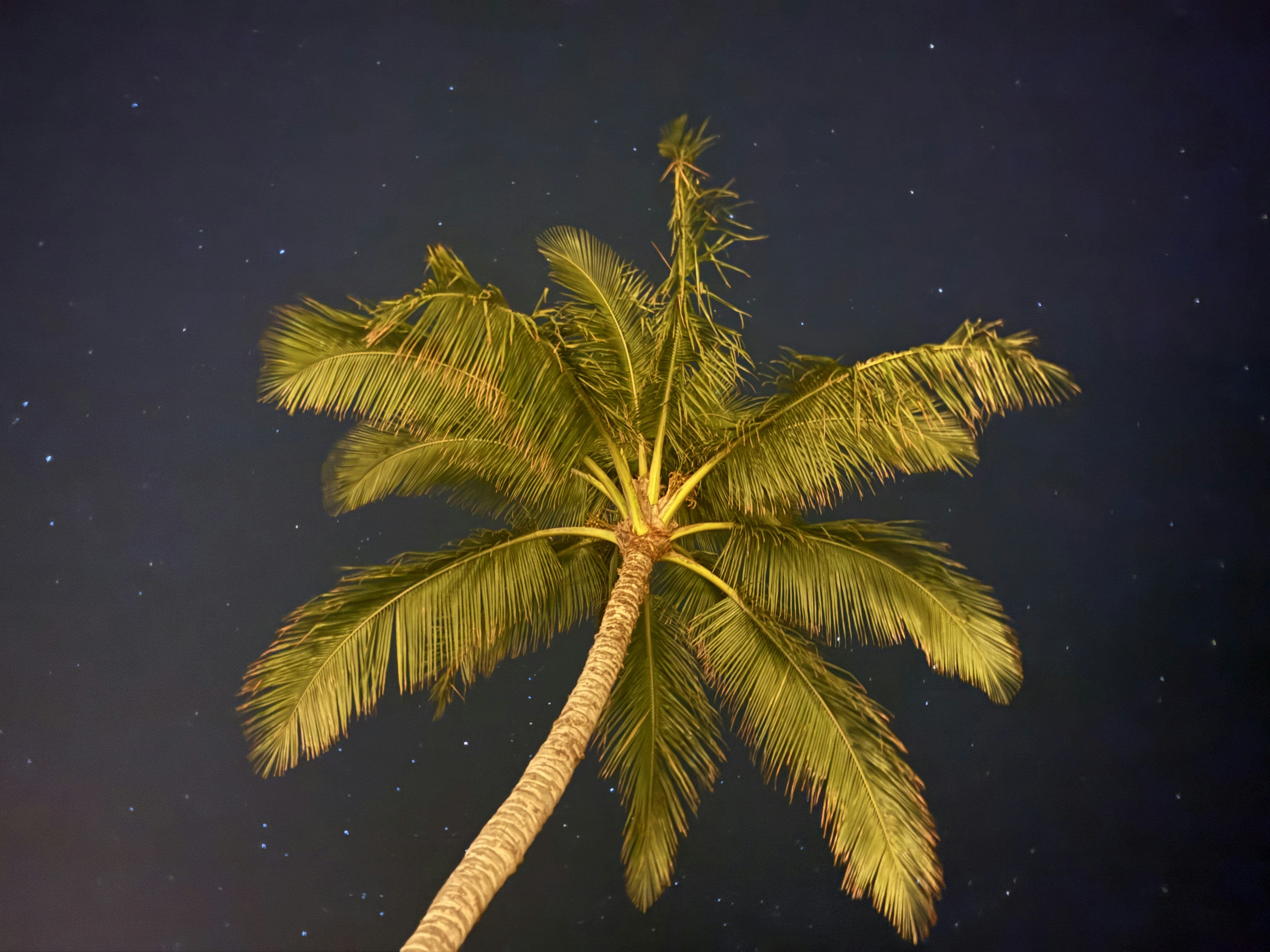Night Palm Under a Starry Sky