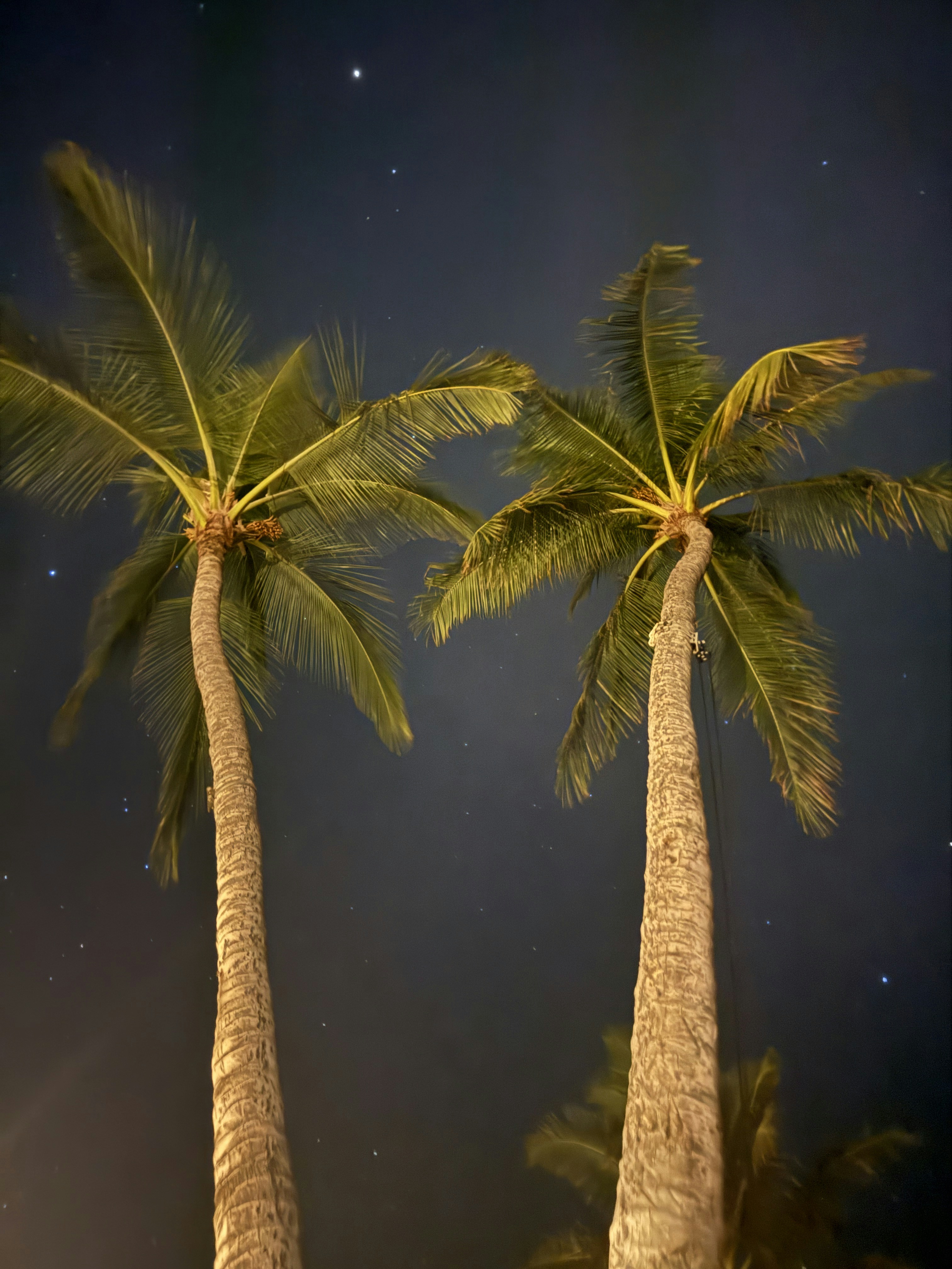 Twin Palms Under a Starry Night Sky