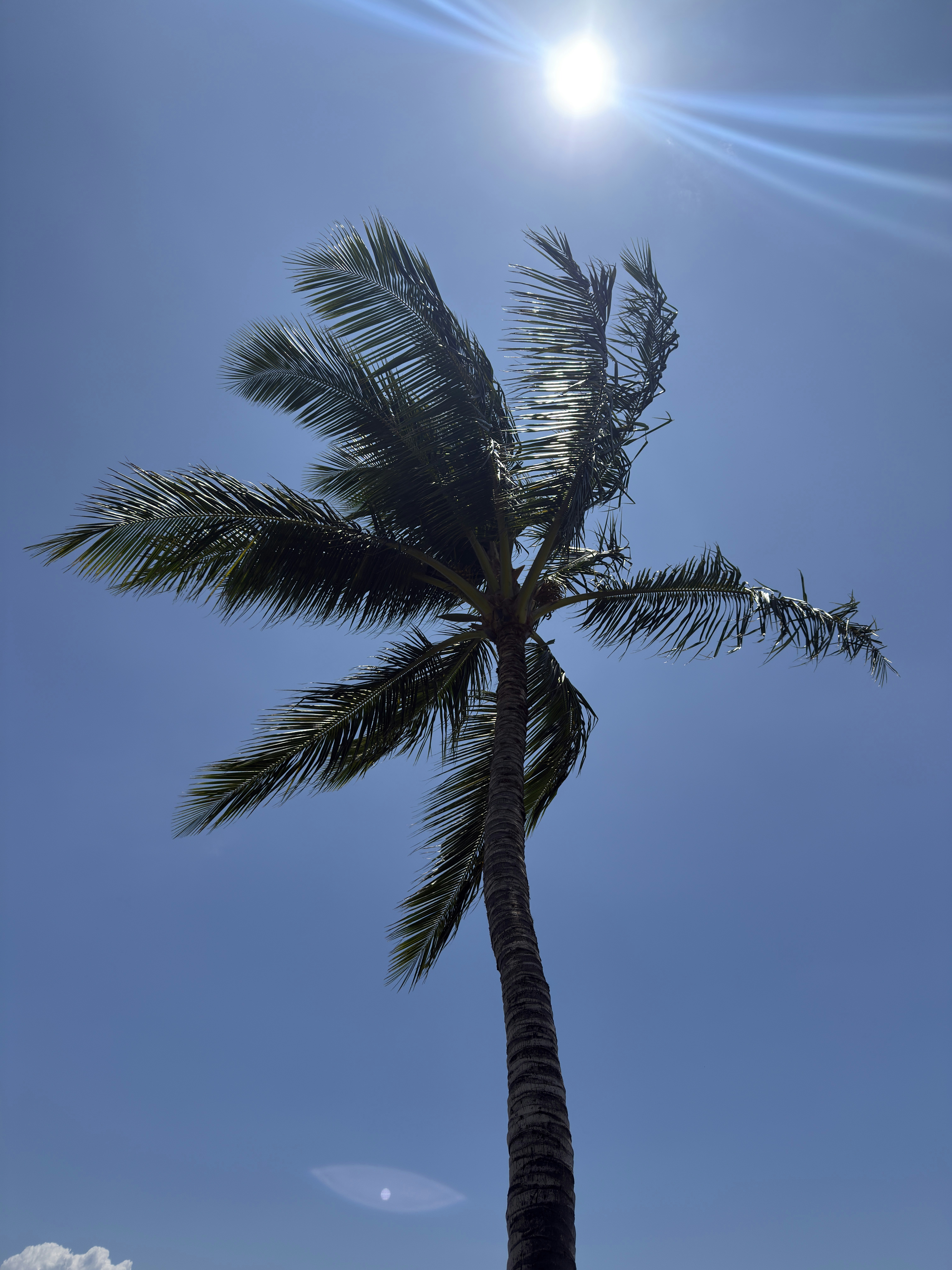 Palm Against a Bright Noon: A Lean Trunk Reaches for the Sun