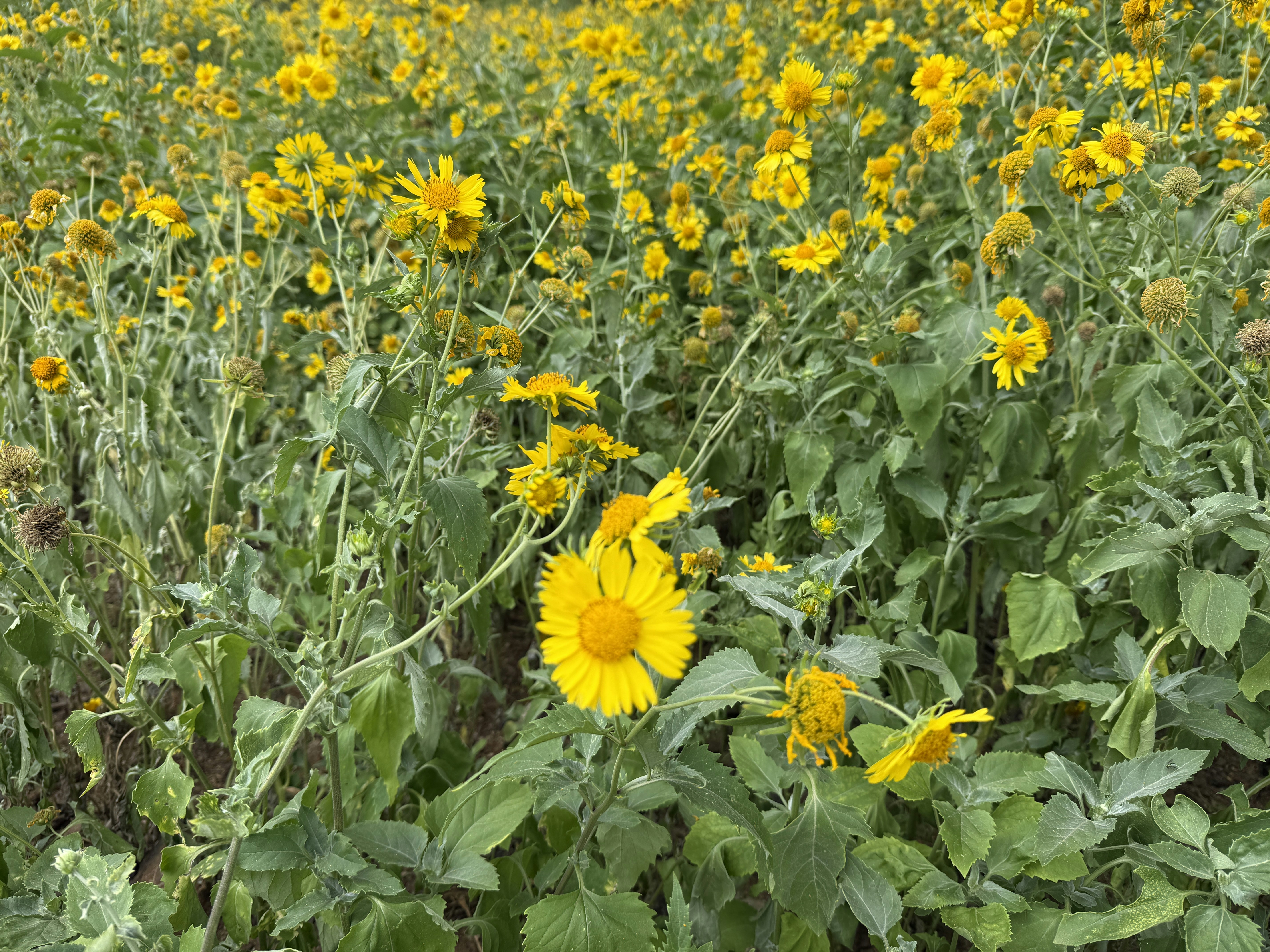 Sunlit Field of Golden Discs