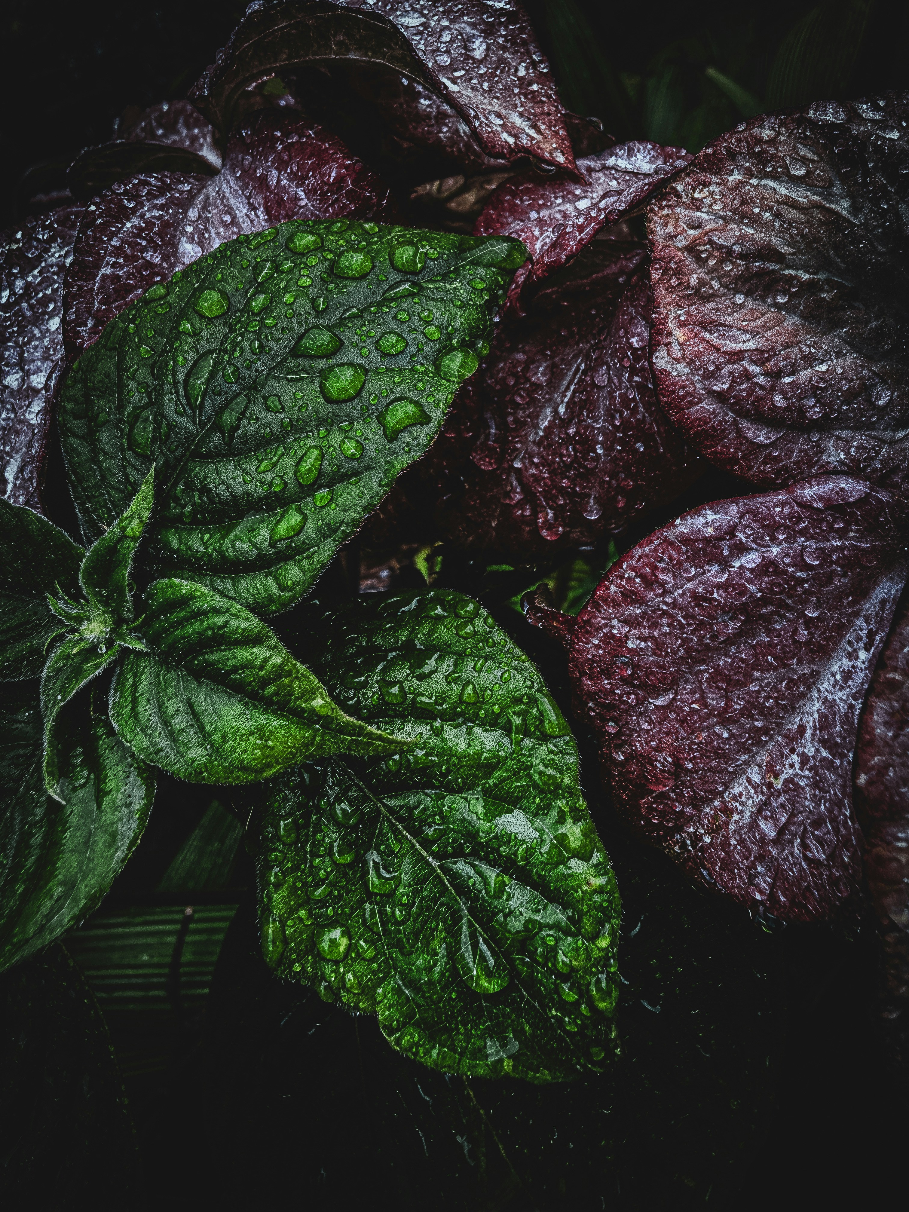Verdant Crown: Dew-kissed Green Leaf Amid Burgundy Shadows