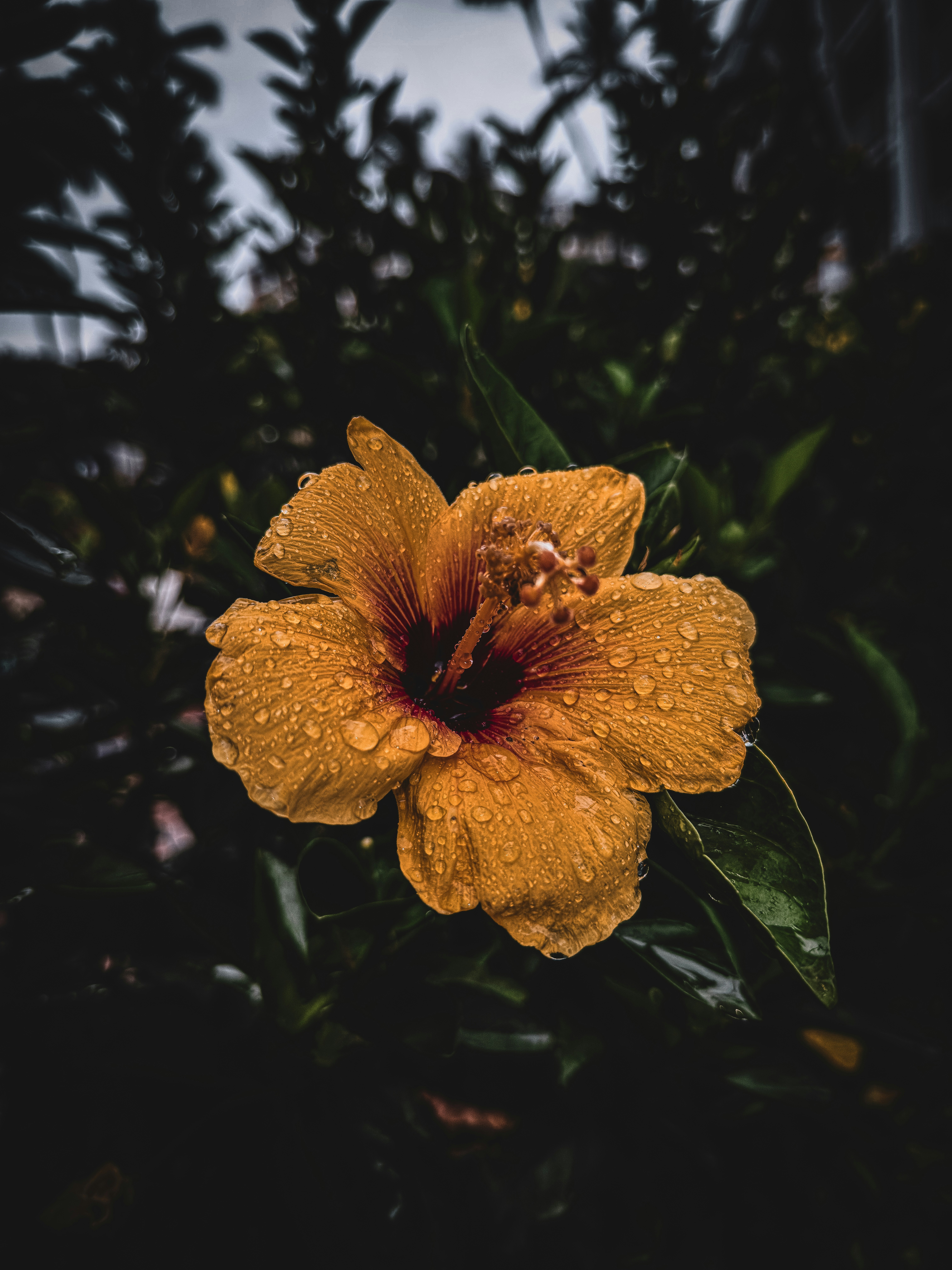 Gold Orchid in Nightshade: Dew-Kissed Bloom on a Dark Backdrop