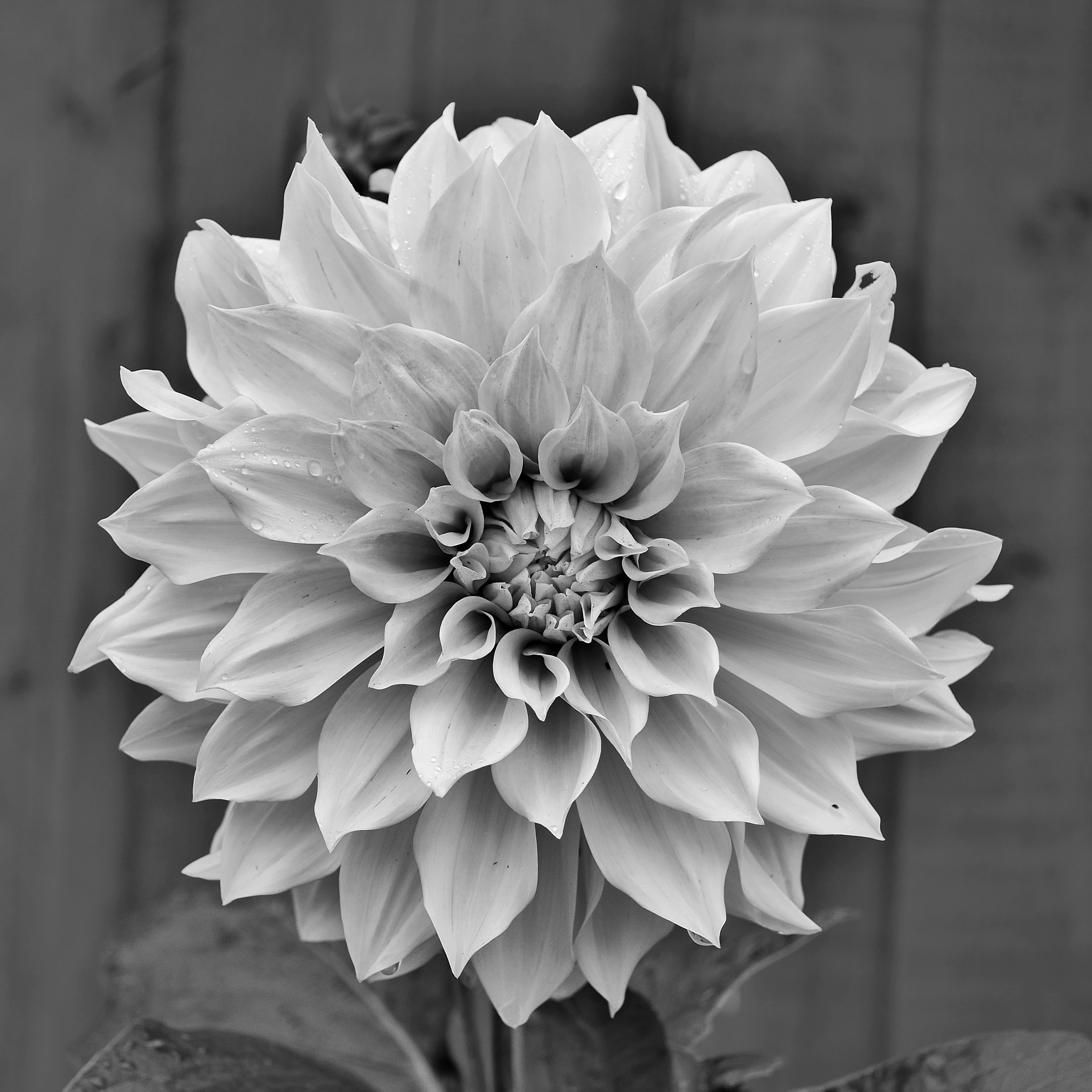 Monochrome Bloom: A Dahlia Centered in Soft Focus Grayscale