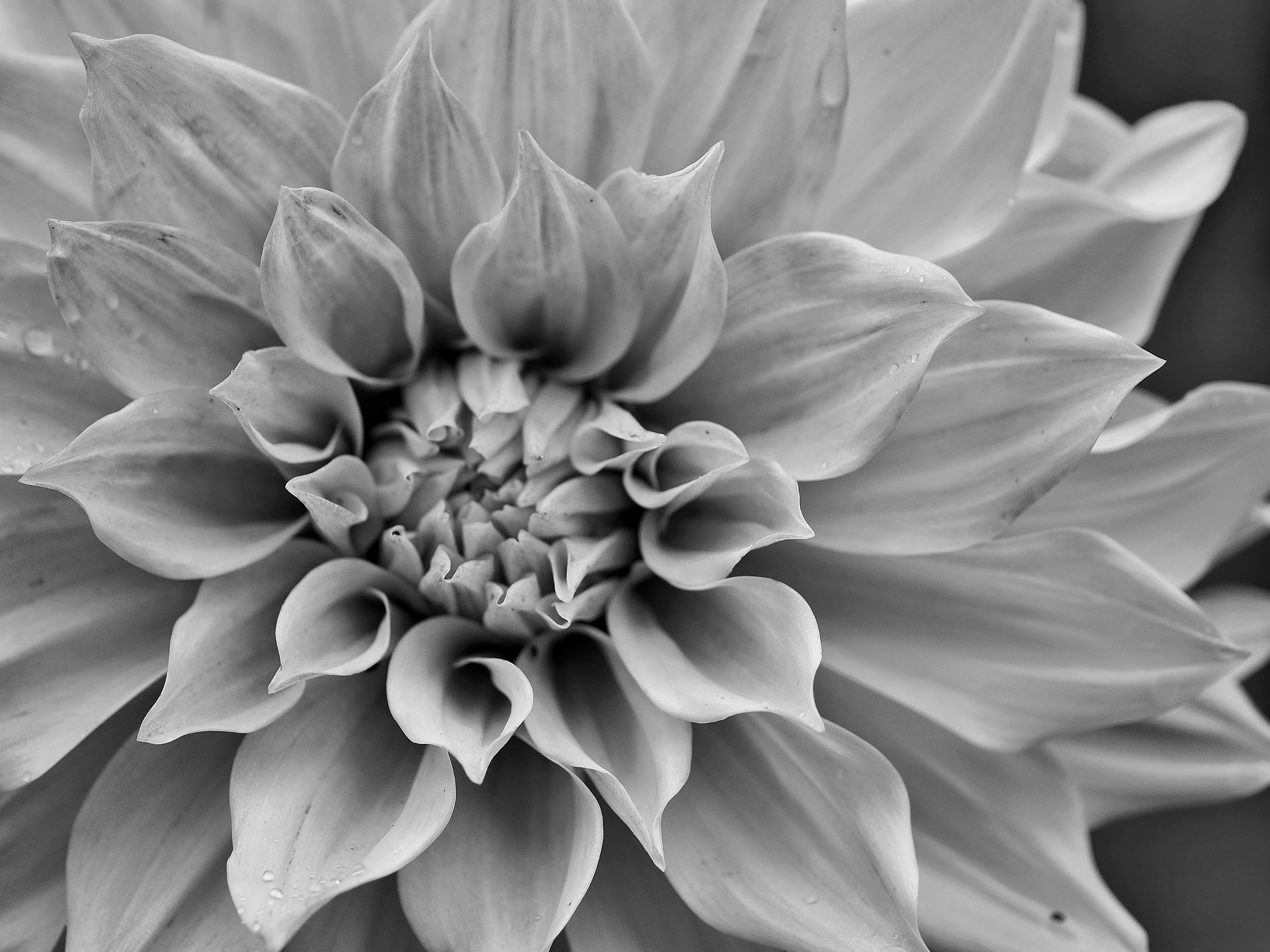 Central Bloom: Macro Symmetry of a Dahlia in Monochrome