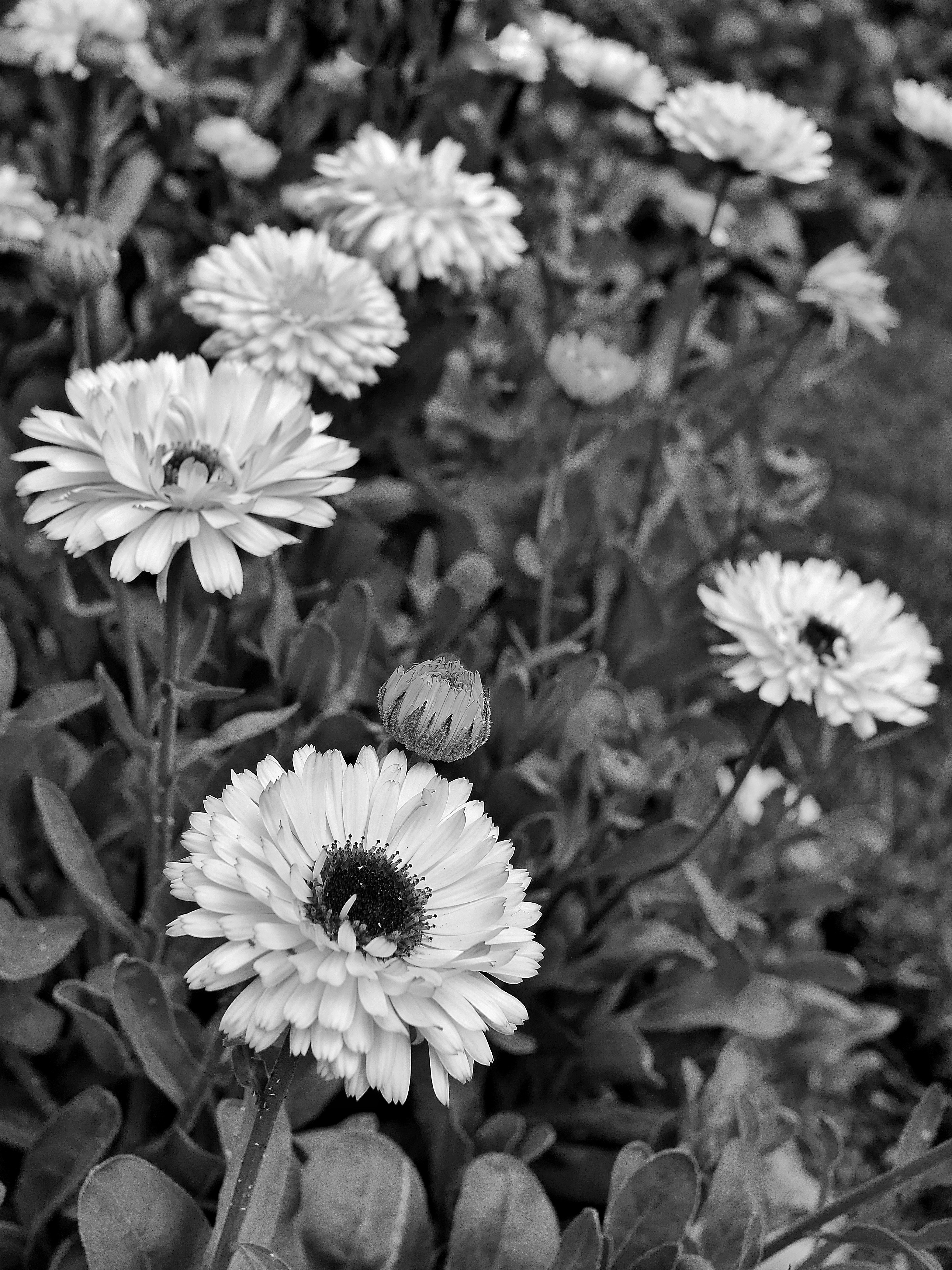 Close-Up of a Fragrant Bed: A Cluster of Gerbera Daisies in Bloom