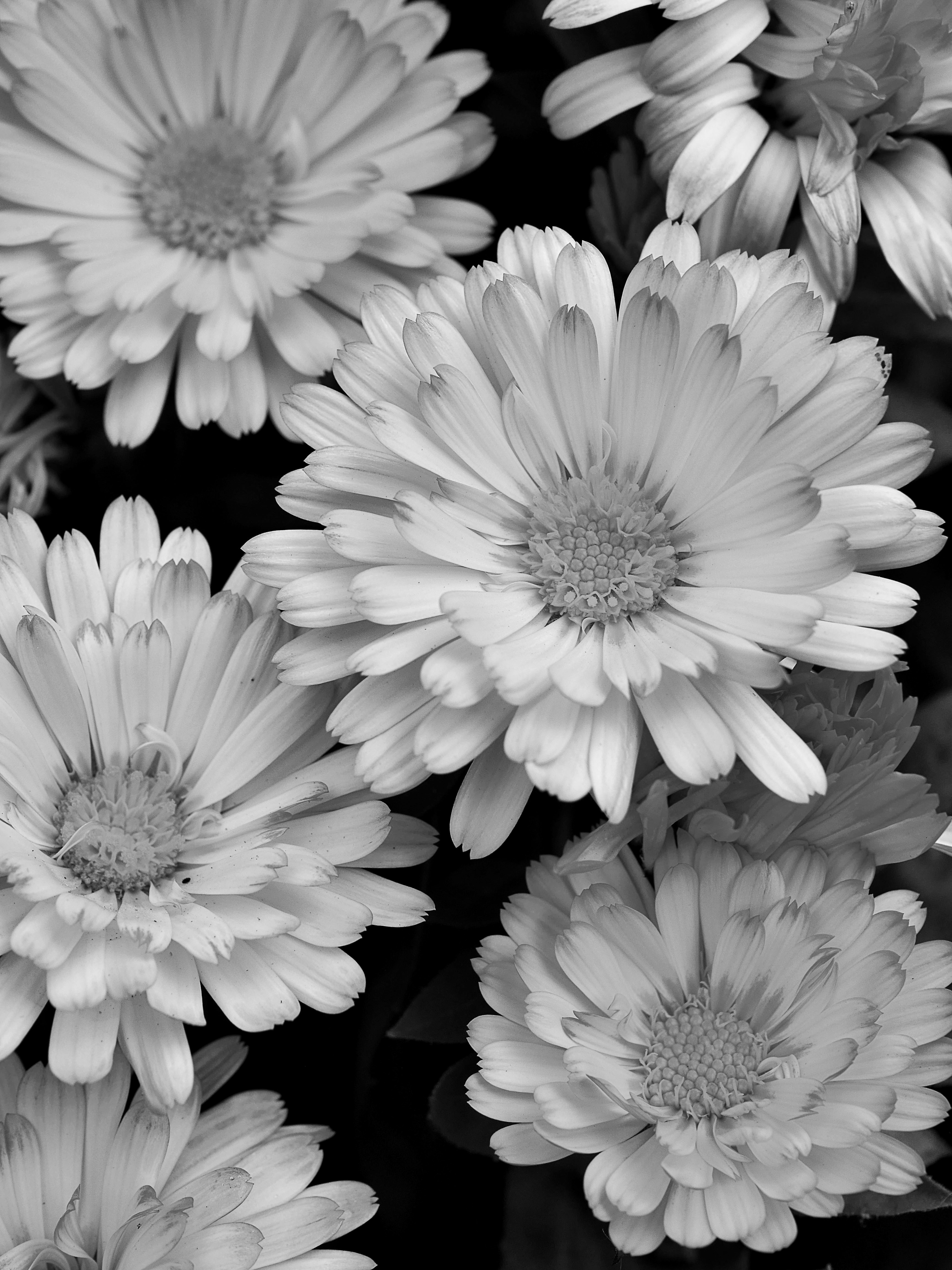 Petals Converge: a Voluminous Bouquet in Monochrome