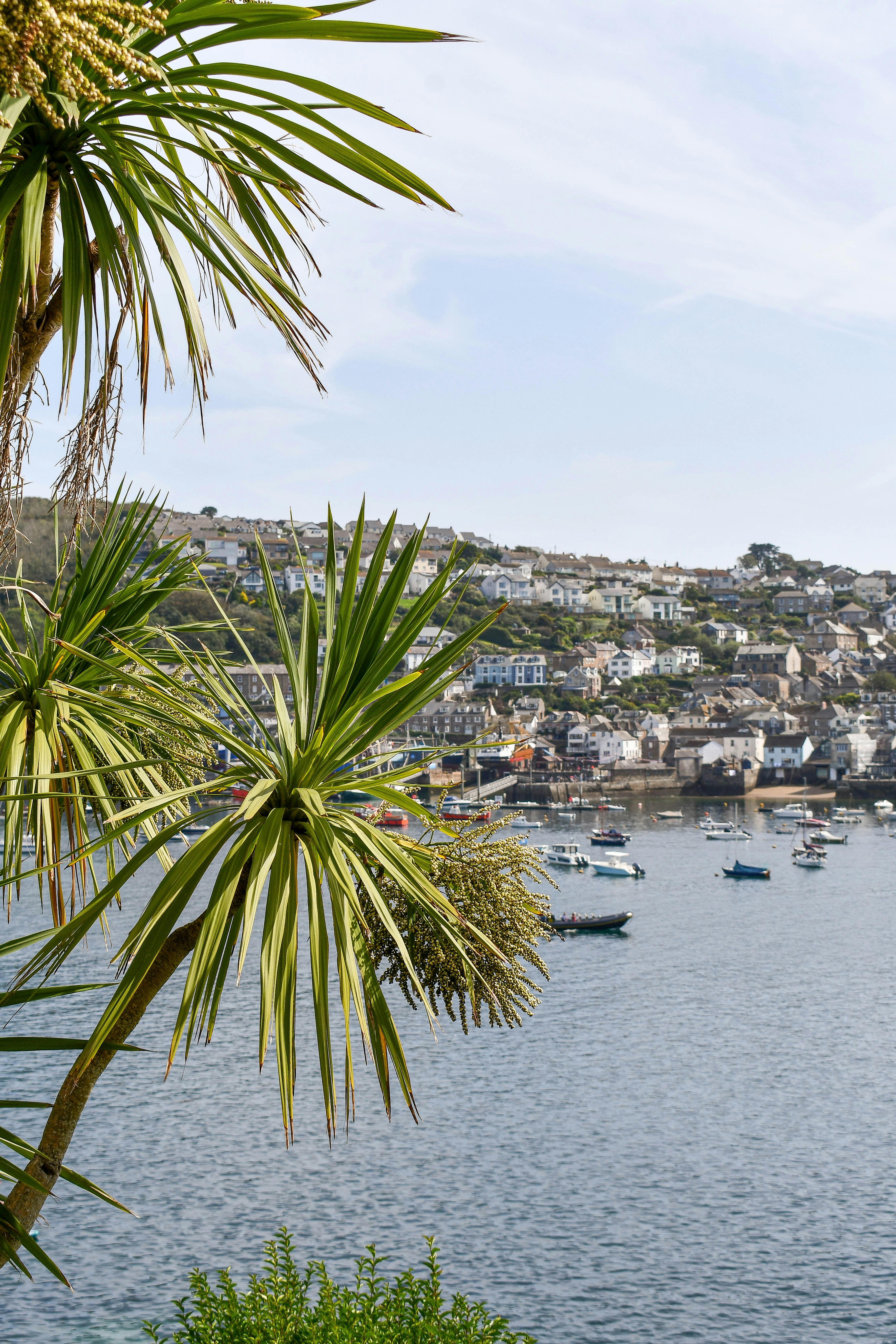 Coastal Palm Fronds Framing a Seaside Village