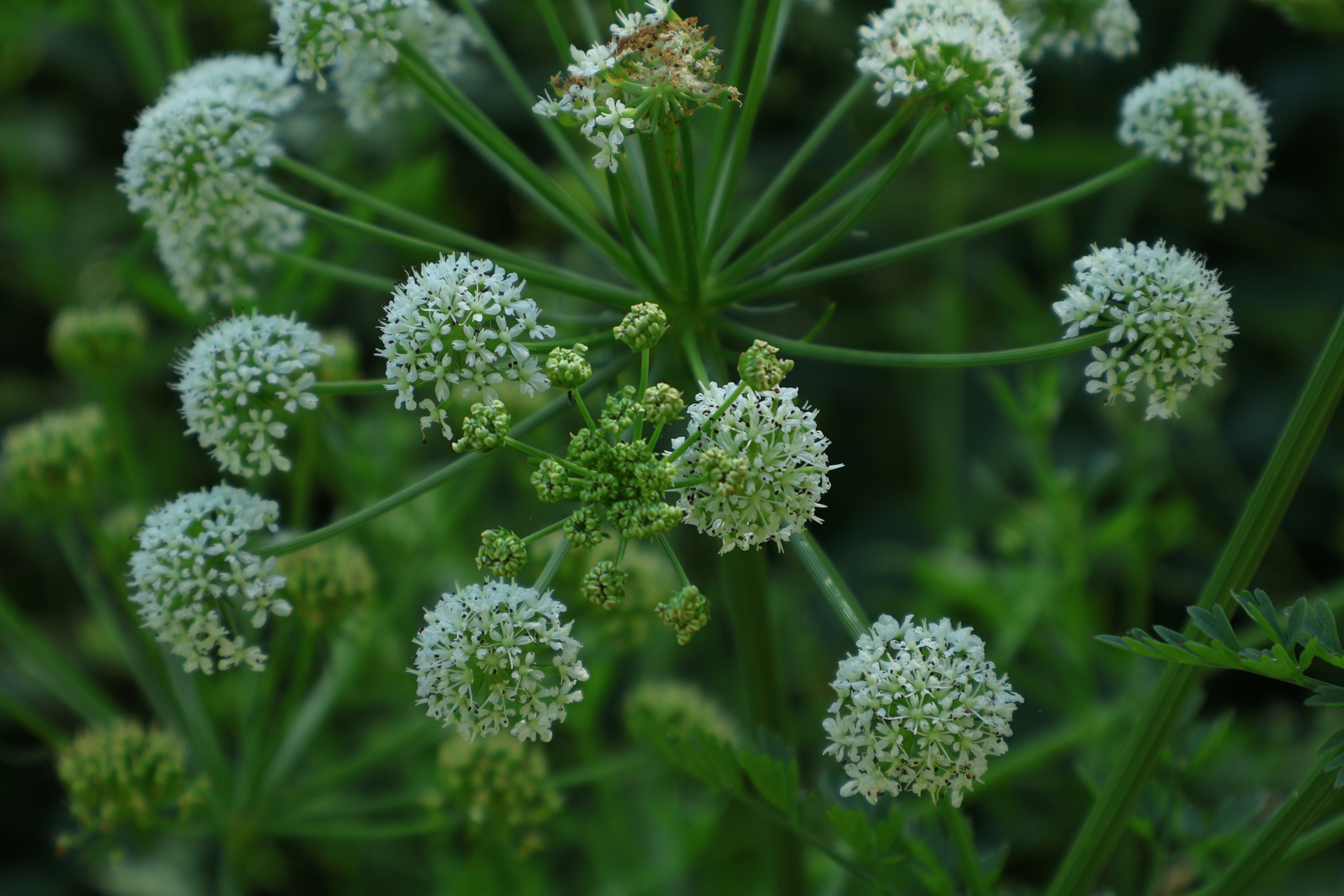Close-up of white spherical flower clusters with slender green stems and lush foliage, revealing intricate textures and dew-like beads on a blurred natural backdrop.