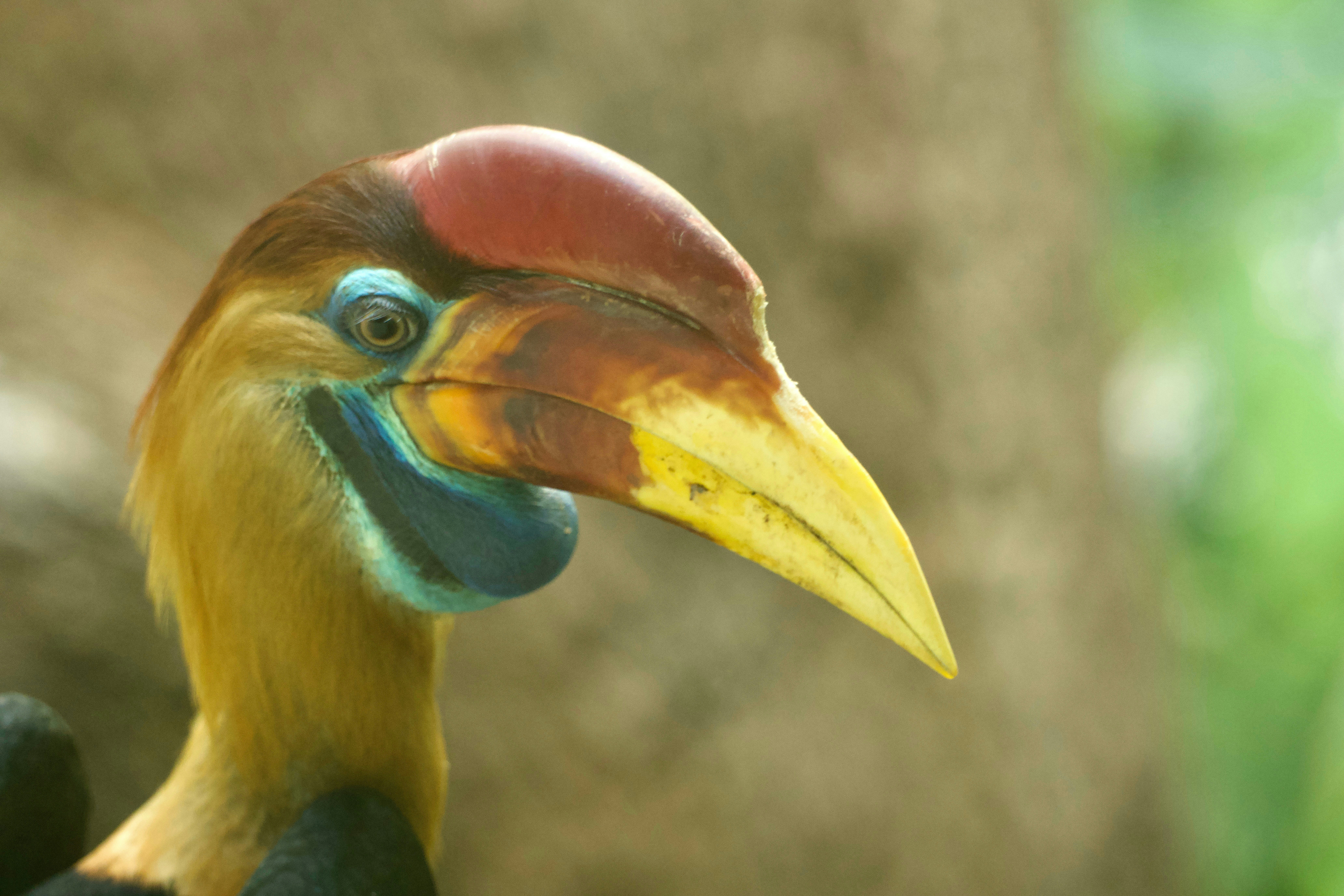 Close-up of a hornbill’s vibrant beak and striking facial colors