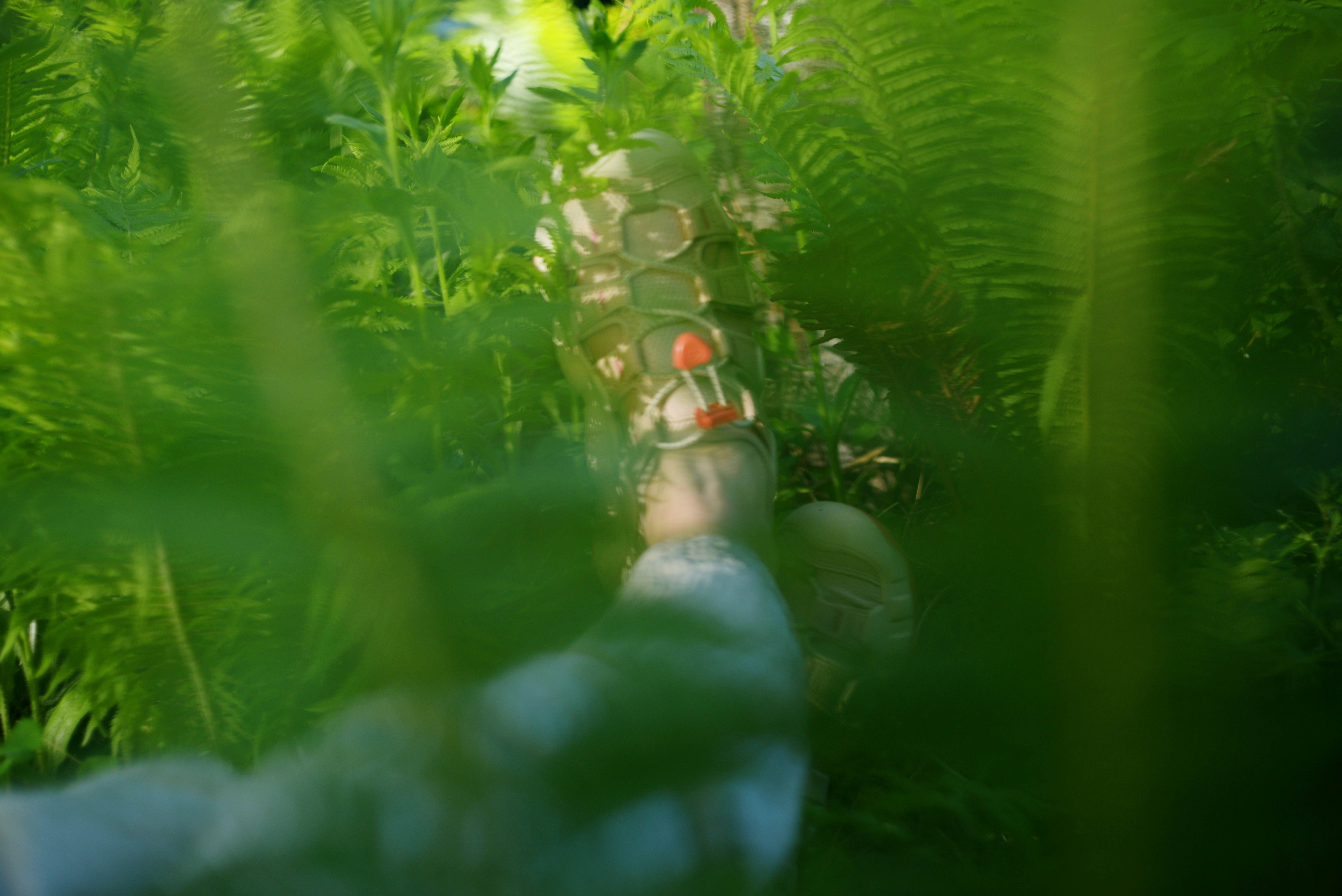 Emerald Veil: A Hidden Path Through Ferns to a Subtle Red Accent