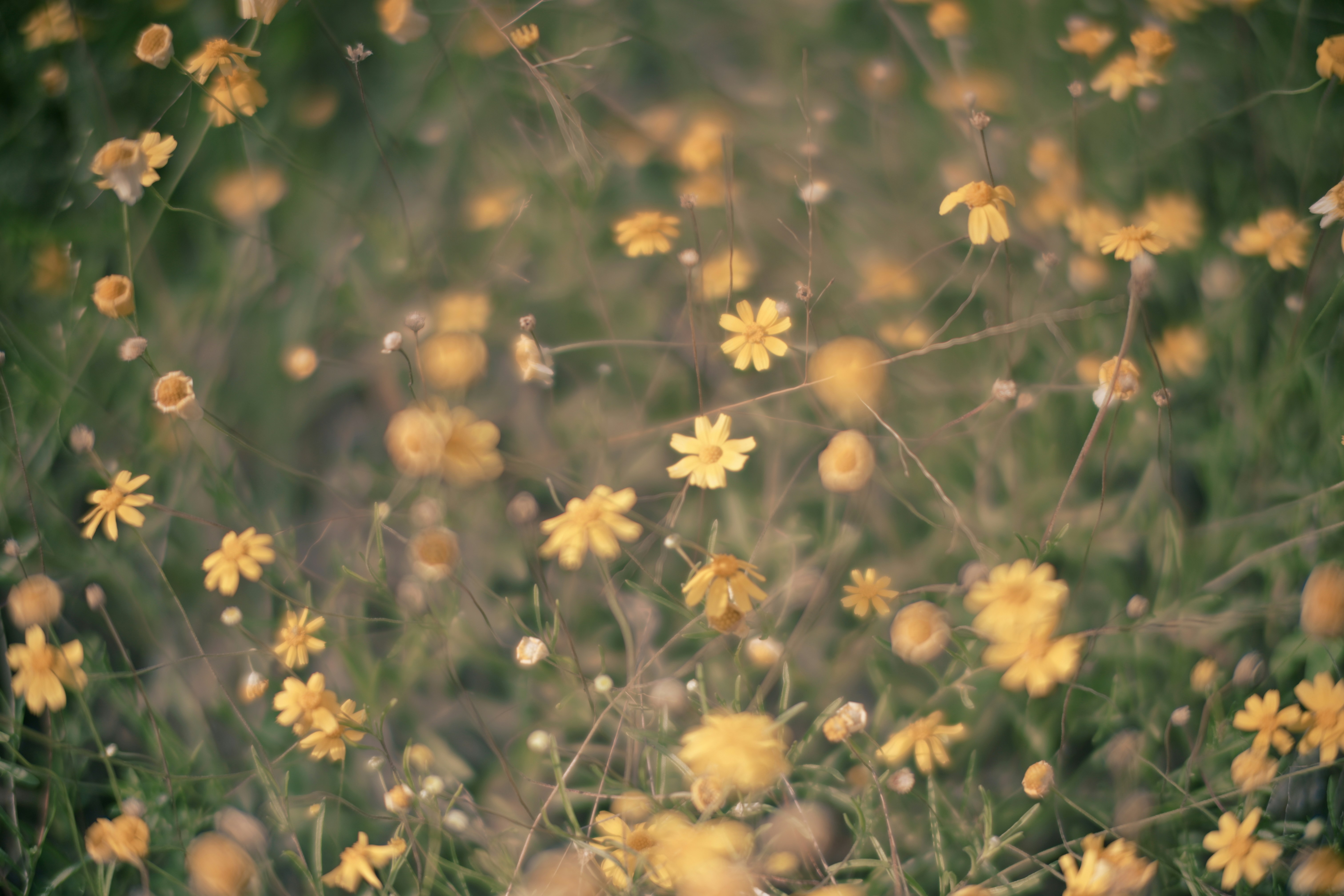 Whispering Dandelions: a Field of Soft Golden Bloom