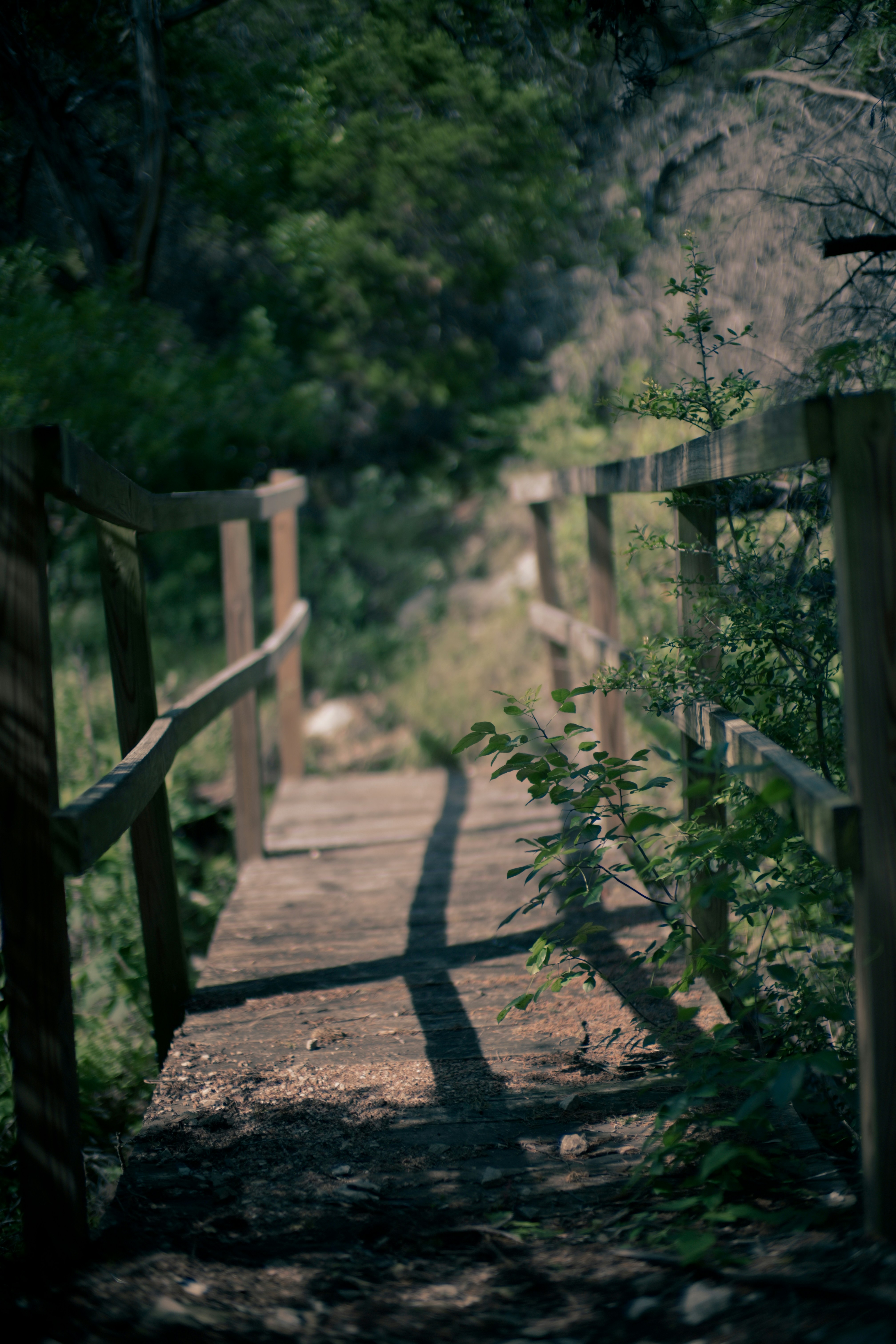 A Quiet Bridge to Morning Light