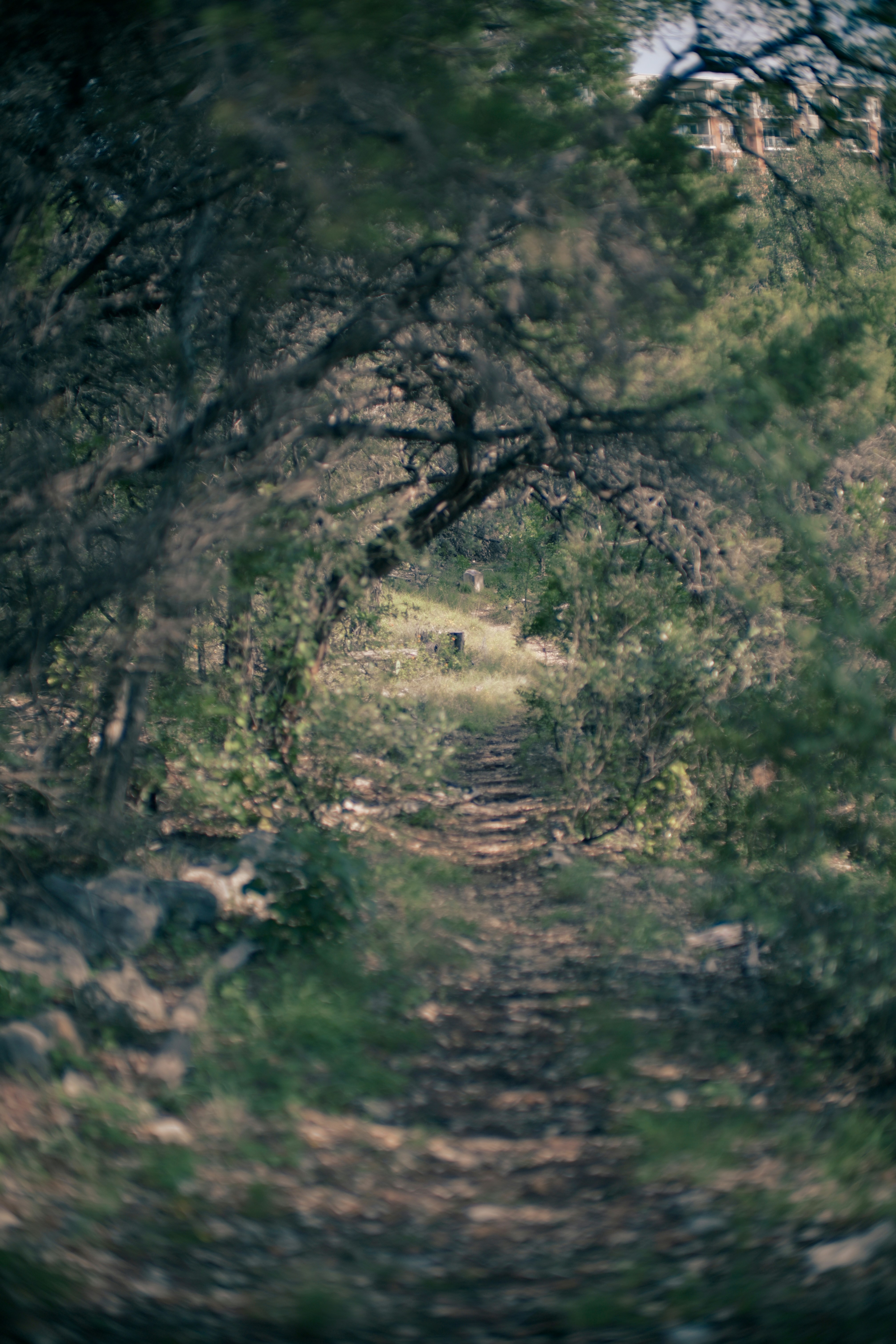 Hidden Path Through a Dappled Forest Arch