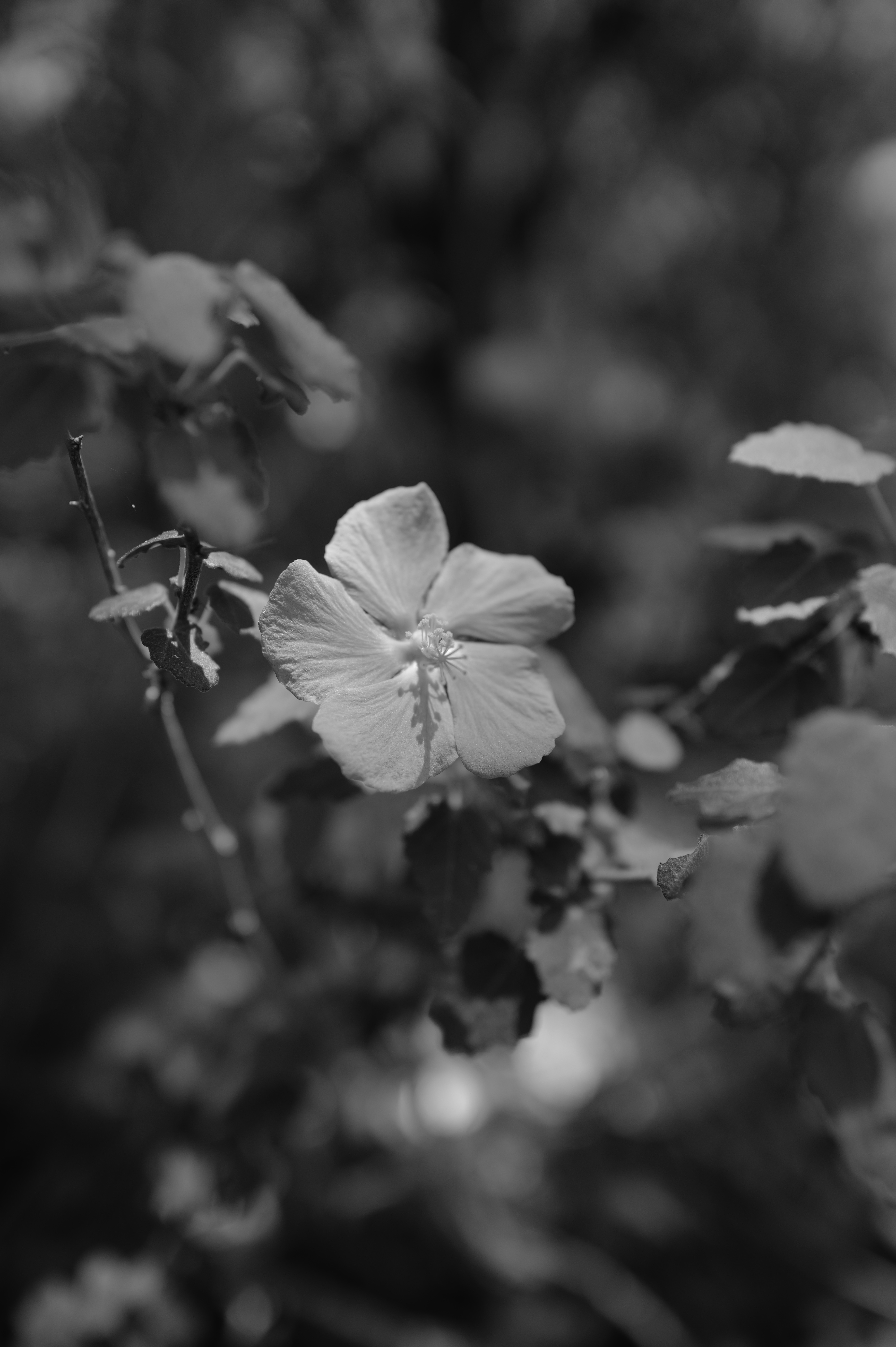 Flower photo shot on LEICA CAMERA AG LEICA Q3 MONO