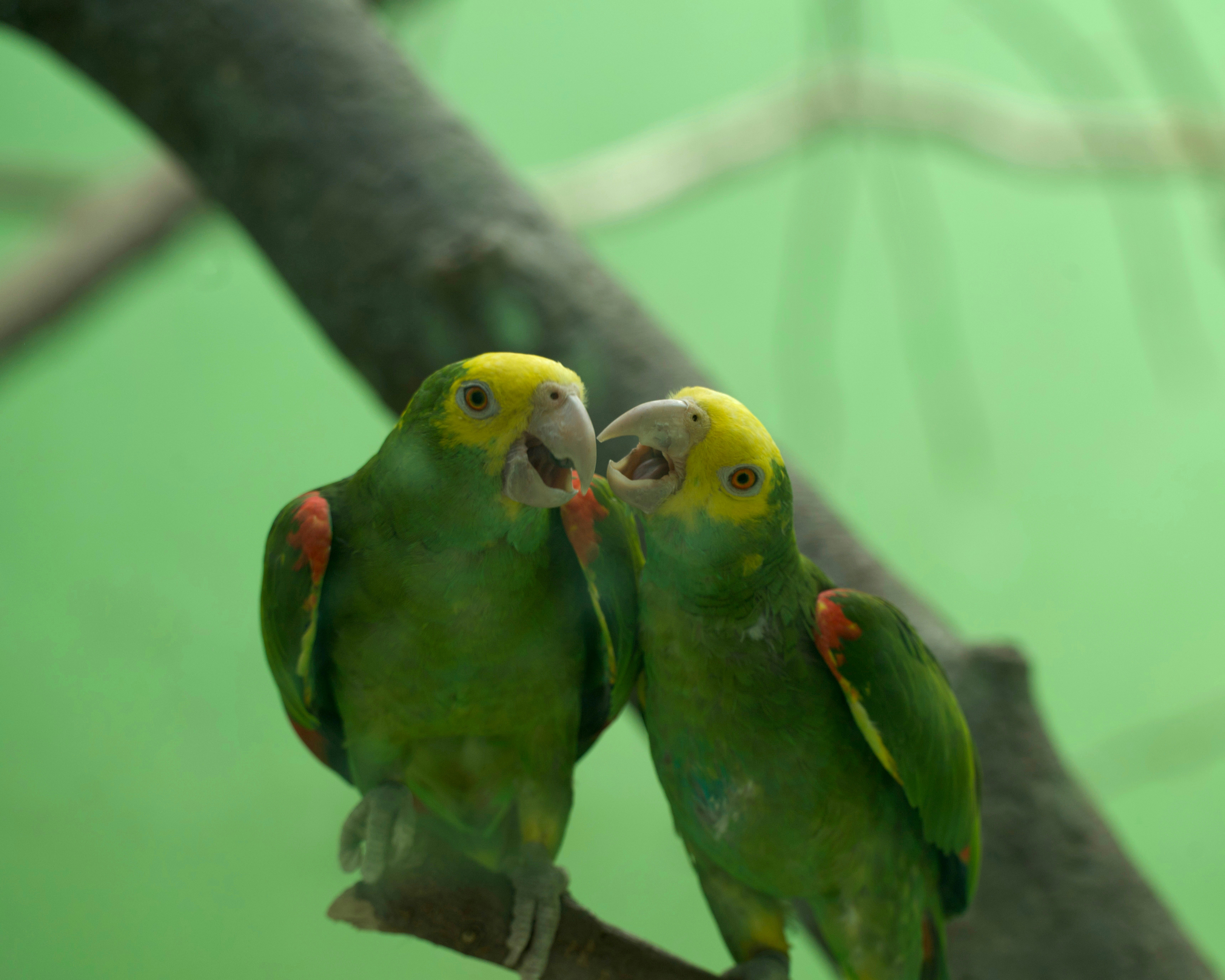 Two Green Parrots in Close Quarters on a Branch