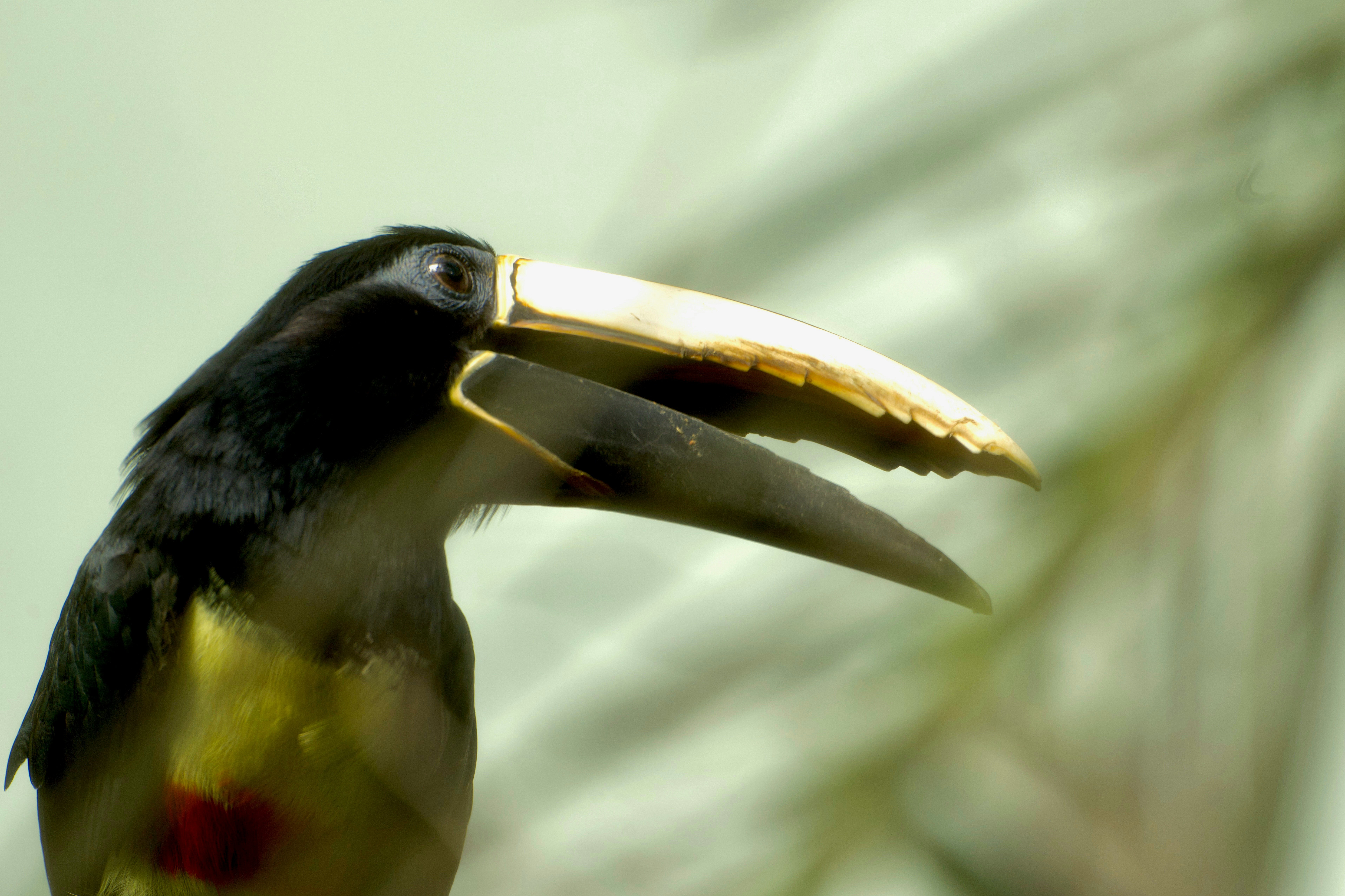 Beacon Beak: Close-Up of a Hornbill with an Abstract Backdrop