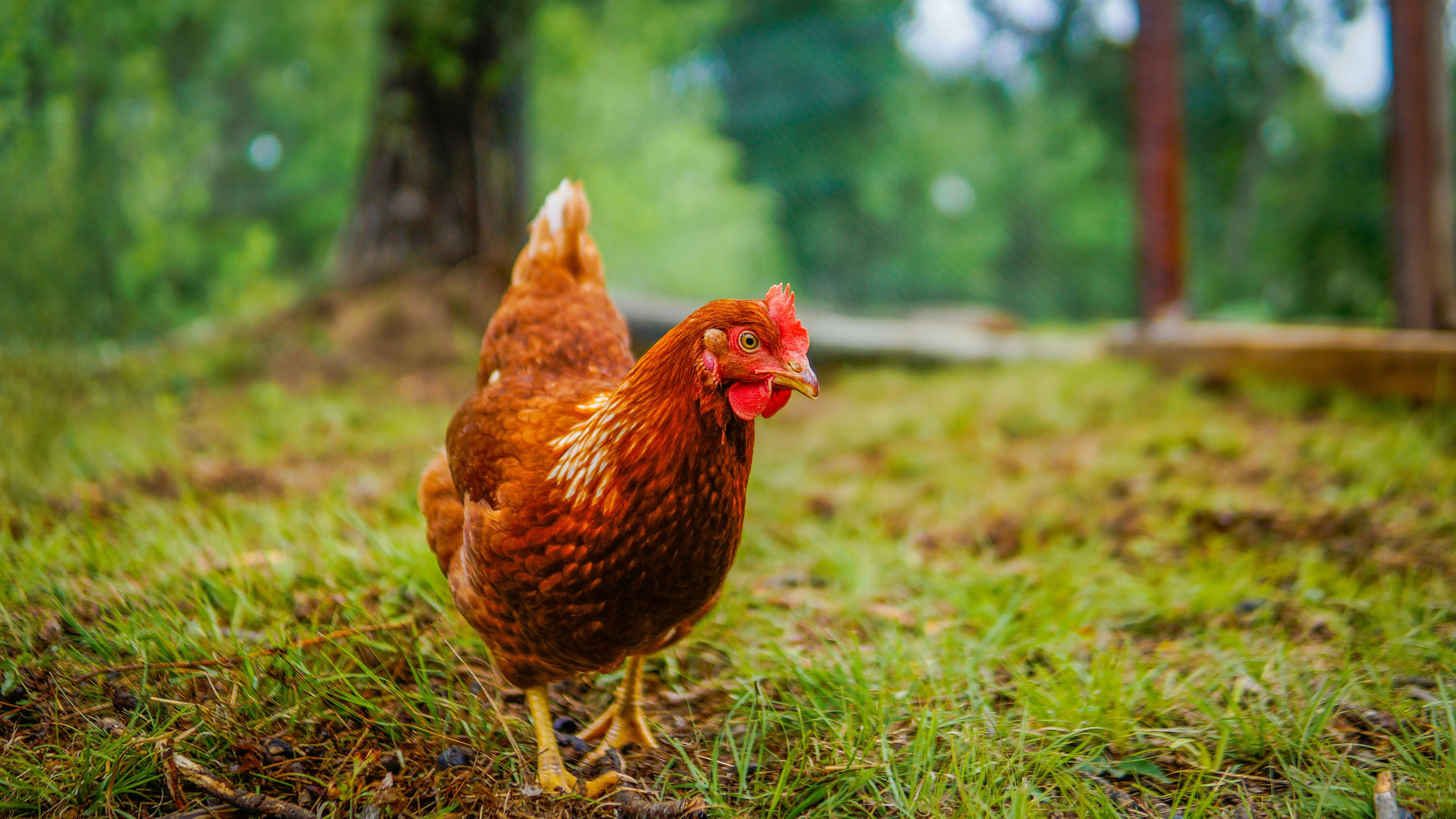 Red Hen on Morning Grass: A Close-Up of Rustic Character