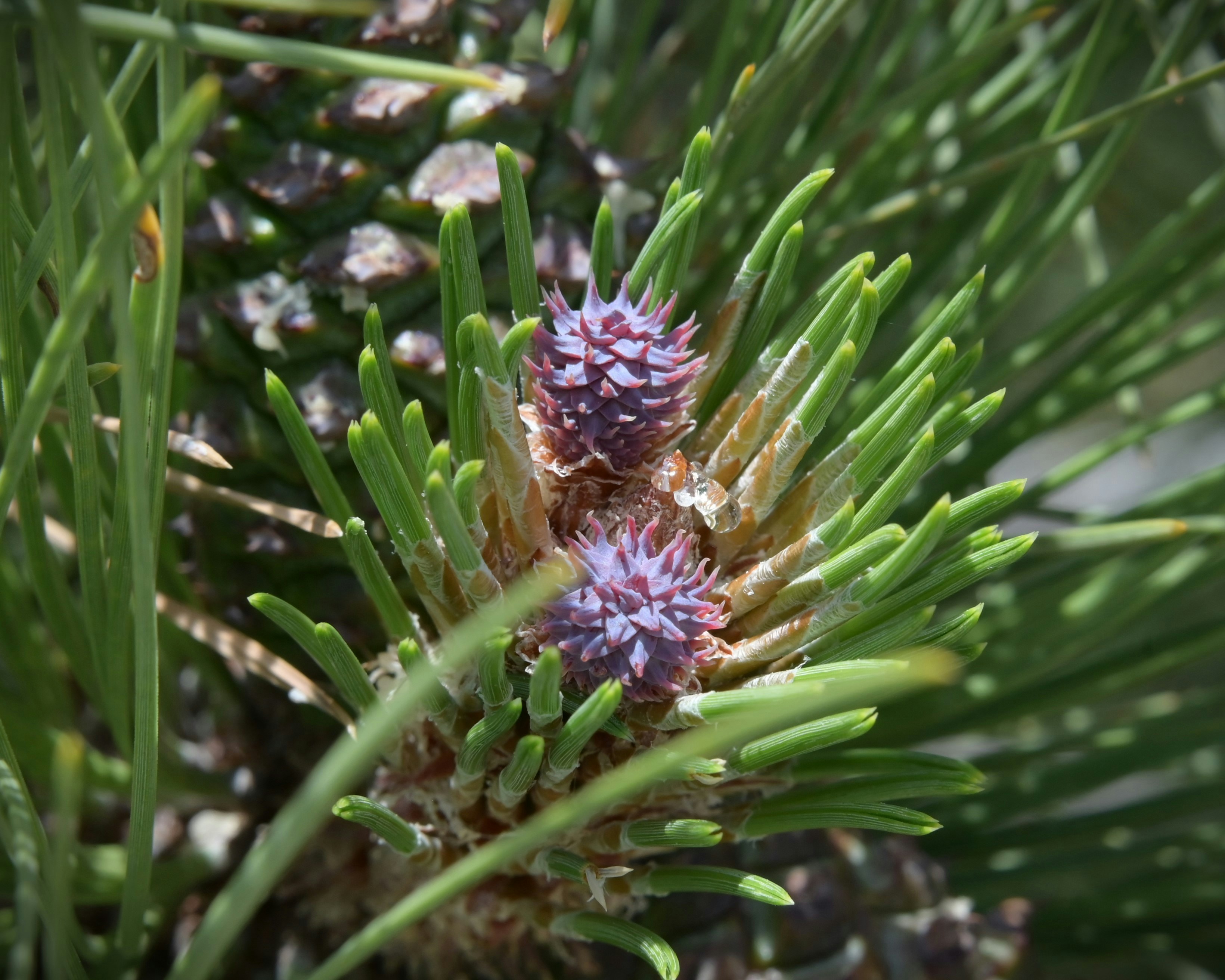 Purple-tipped pine cones among dense needles