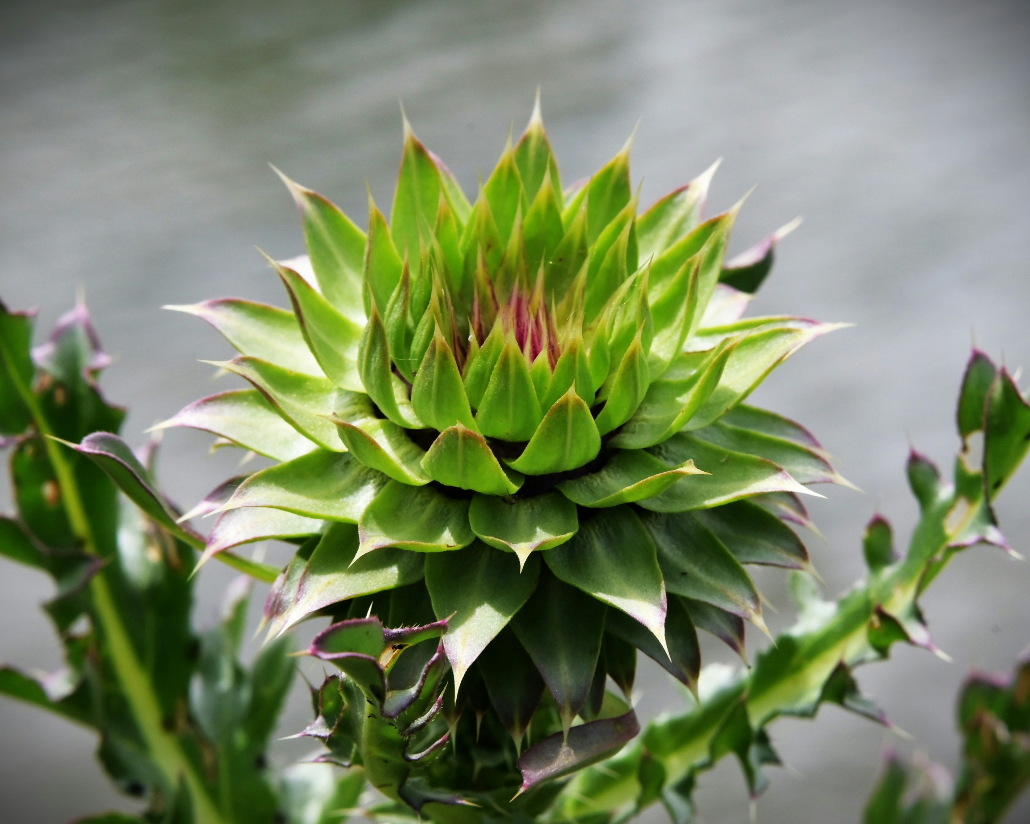 Concentric Green: A Symmetrical Crown of Succulent Leaves