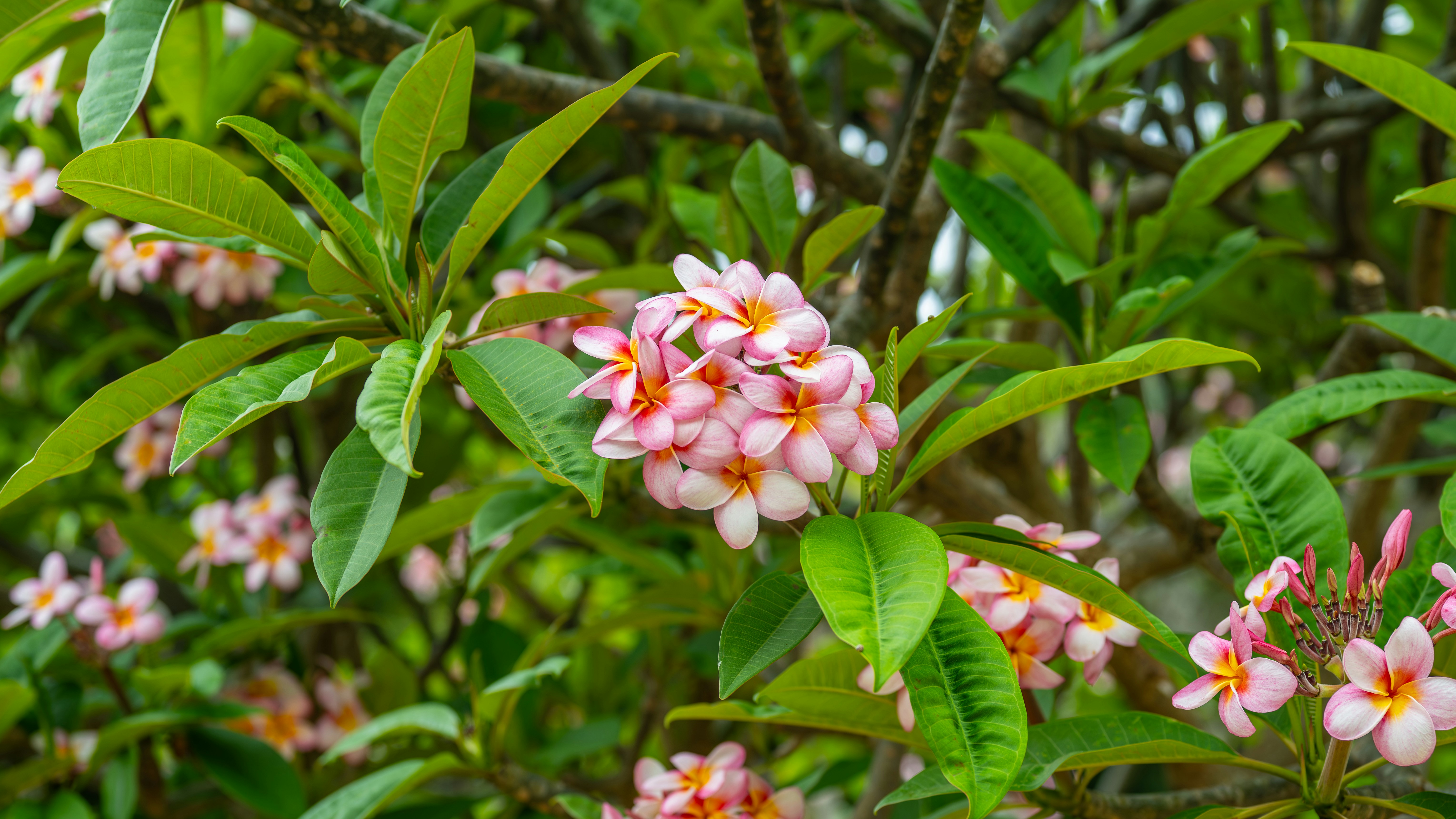 Cluster of pink-fringed plumeria nestled in glossy green foliage