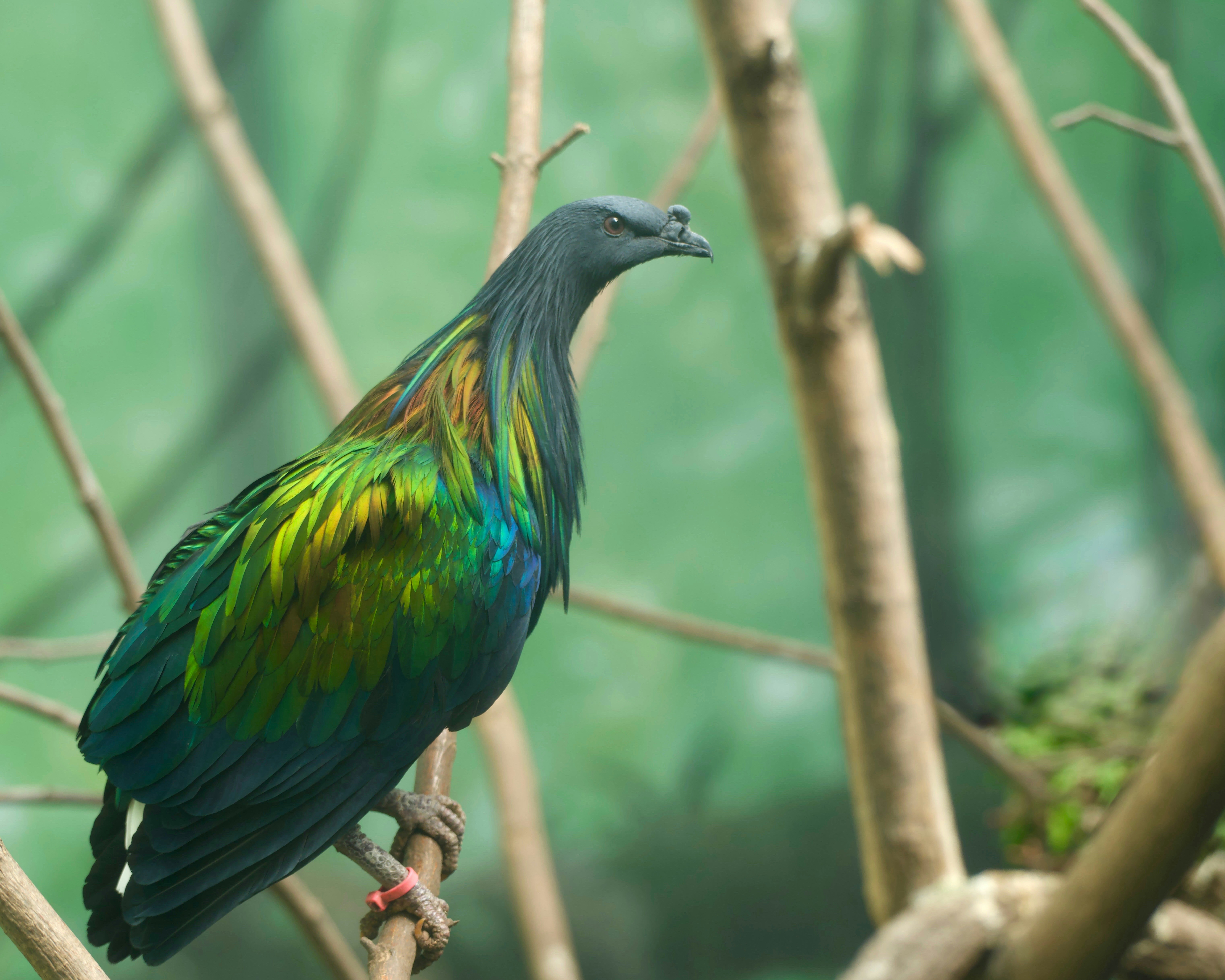 Emerald Crest on a Jungle Perch
