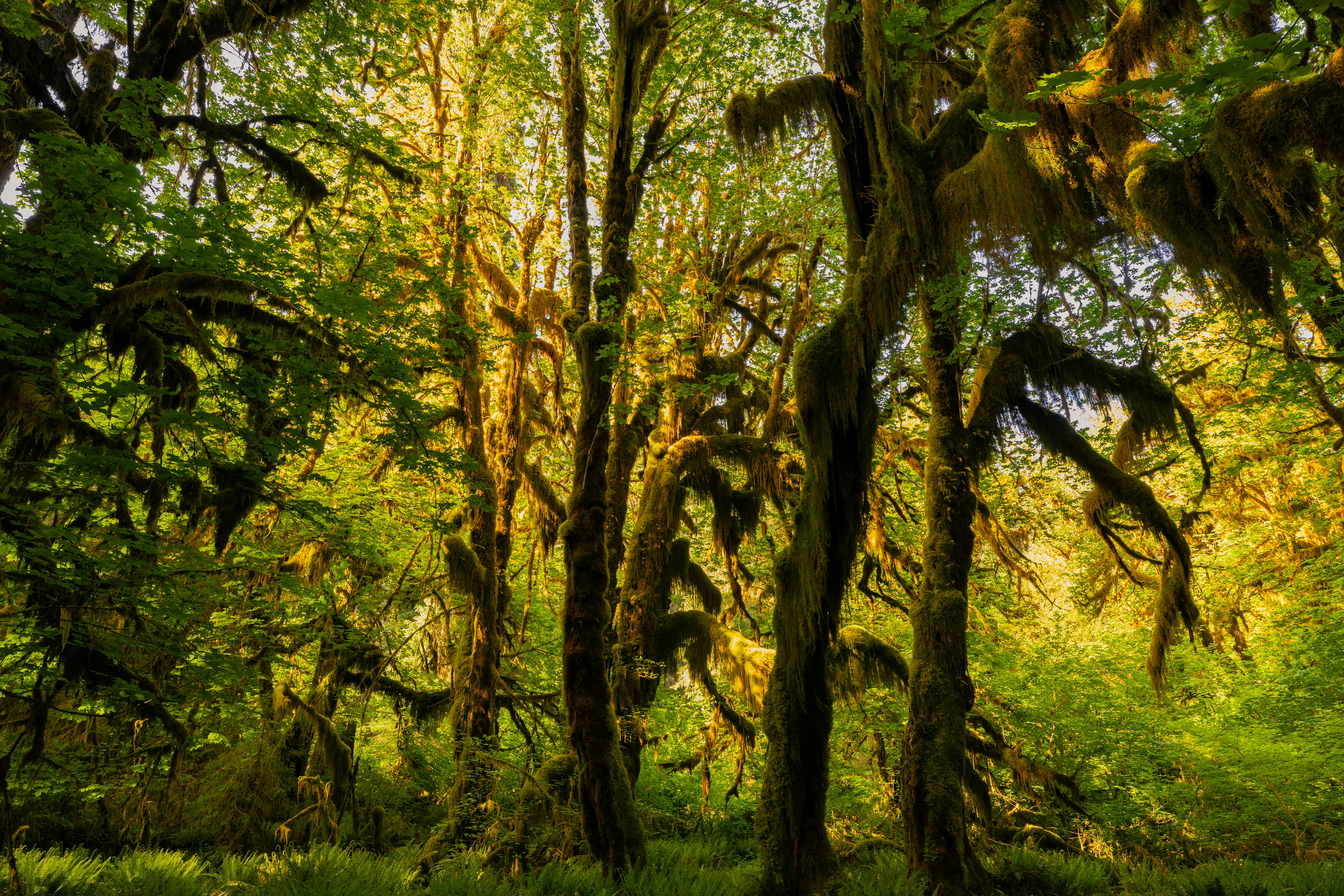 Sunlit Green Canopy: A Quiet Forest Glade