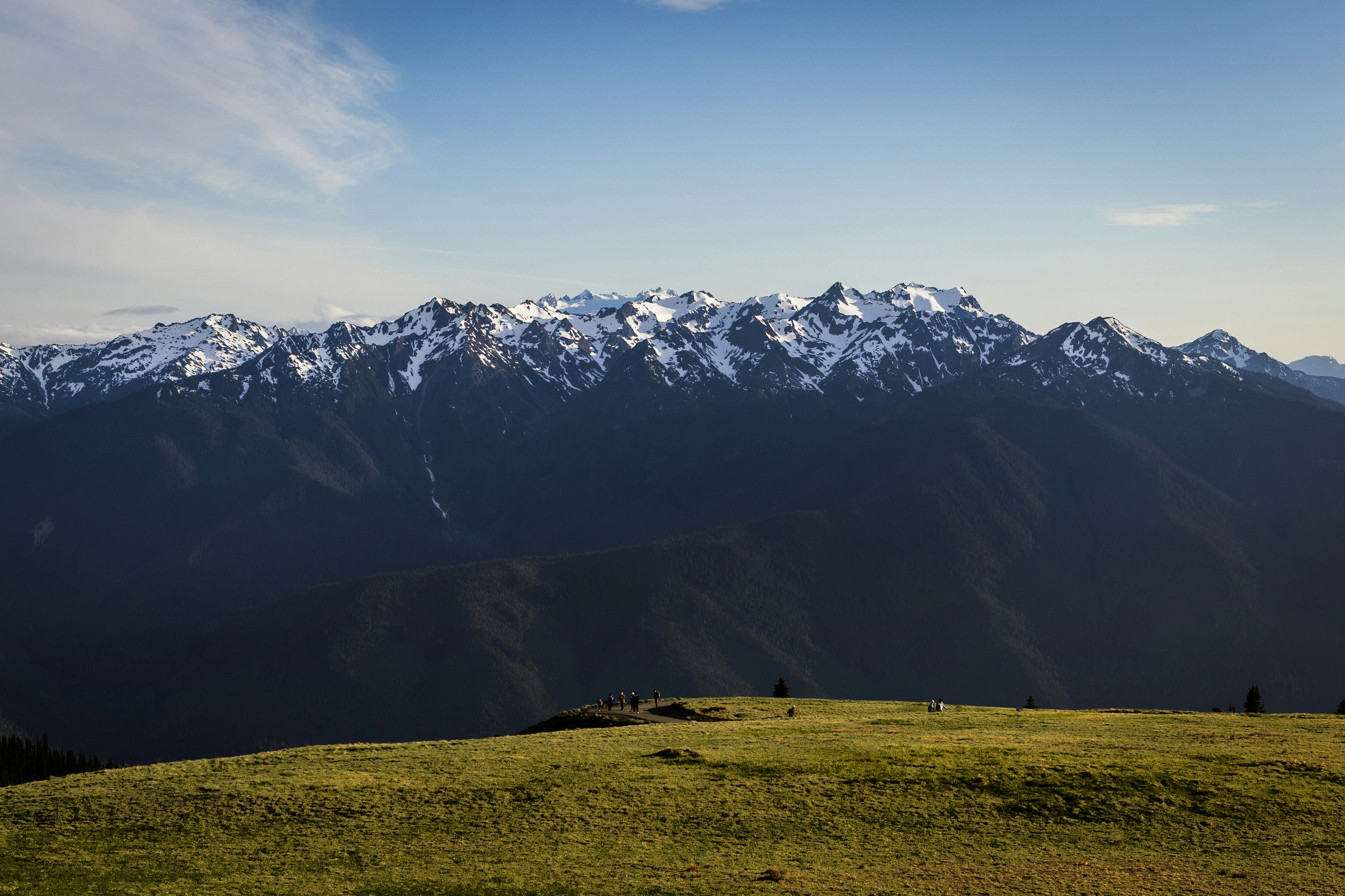 Snow Crowned Alps from a Gentle Alpine Meadow