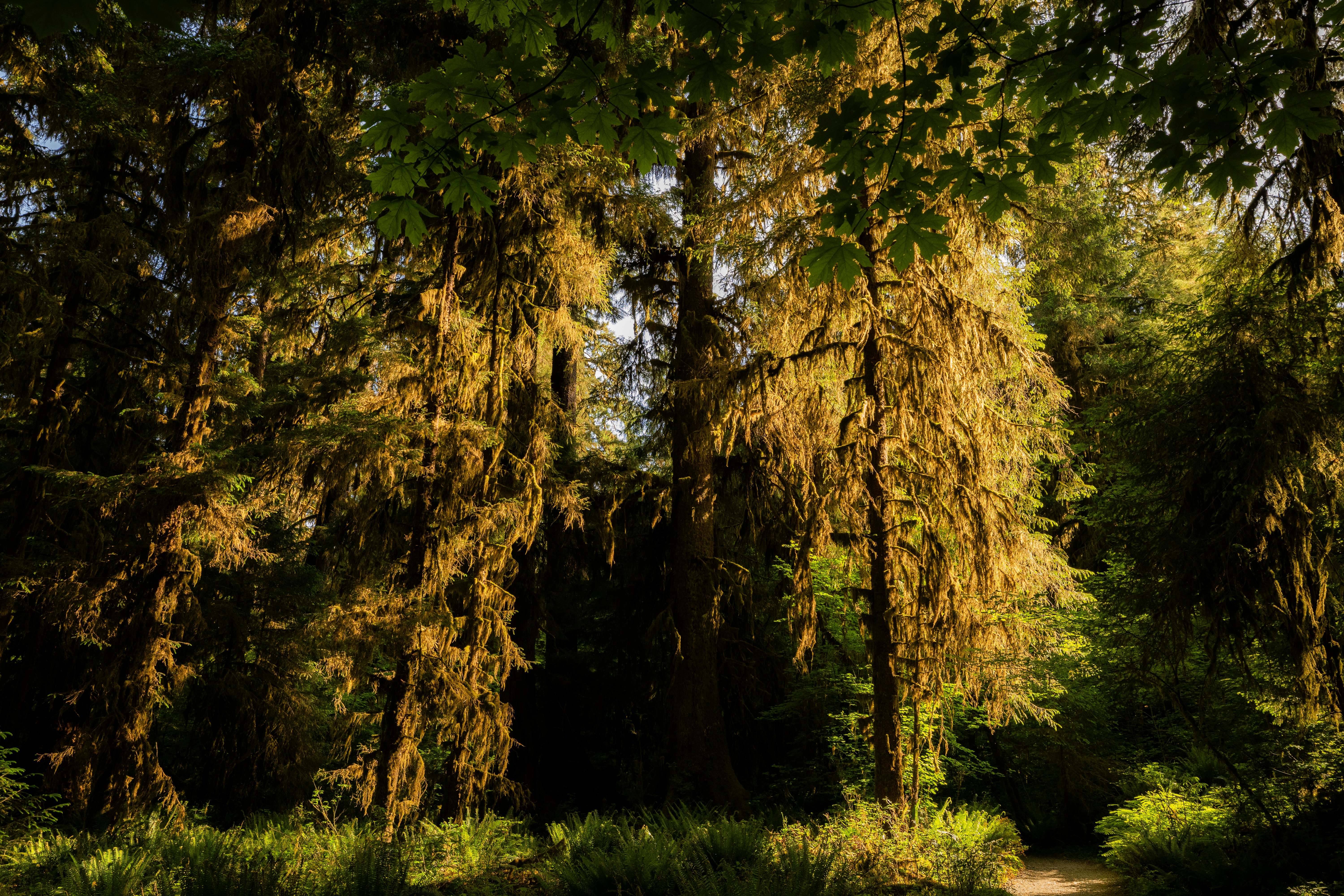 Sunlit Pines and Shadowed Path