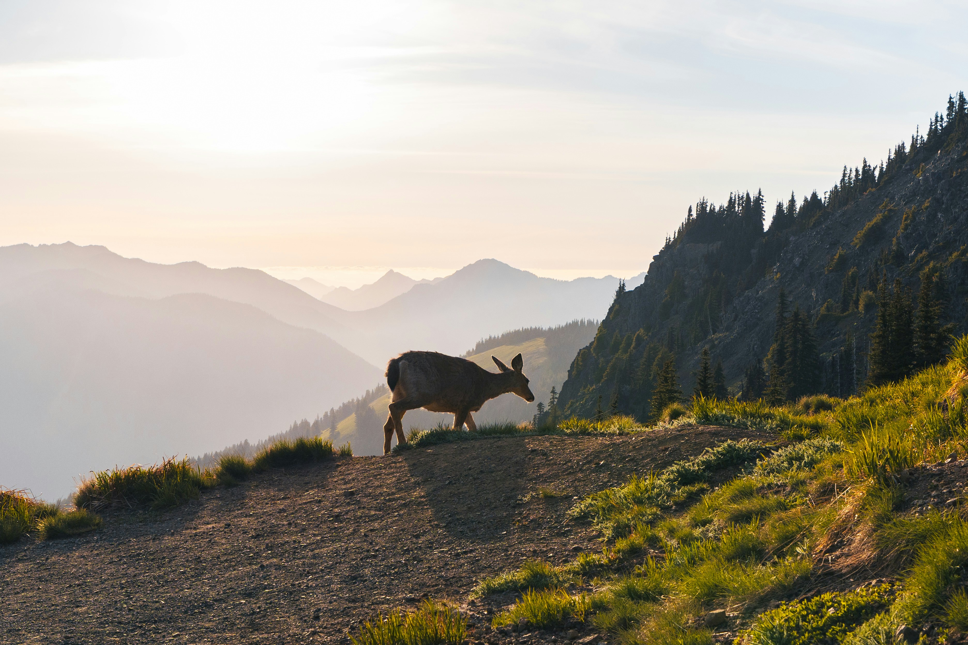 Sunlit Summit Stag at the Knife-Edge Ridge