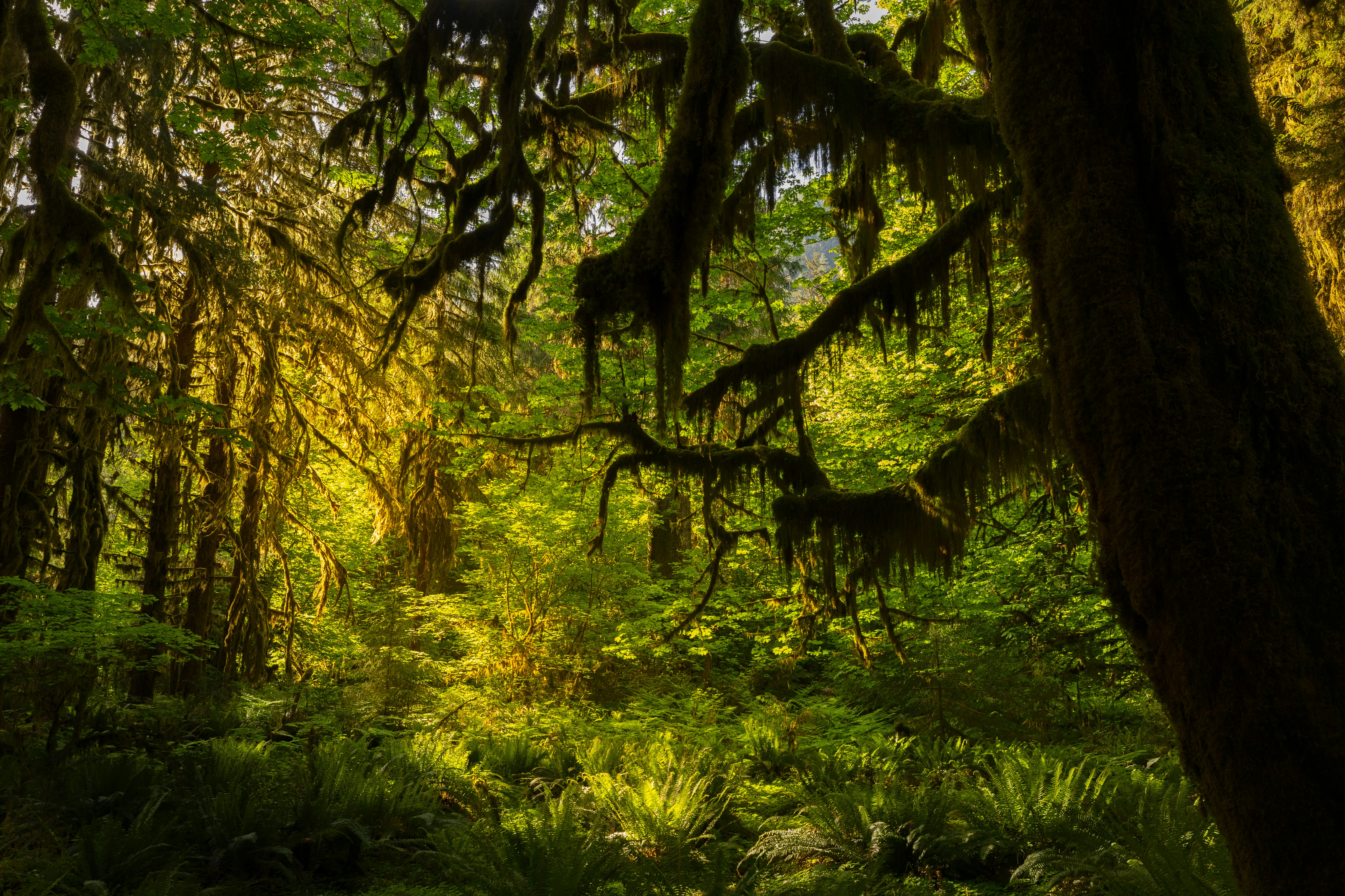 Sunlit Fern Grove Deep in an Ancient Forest