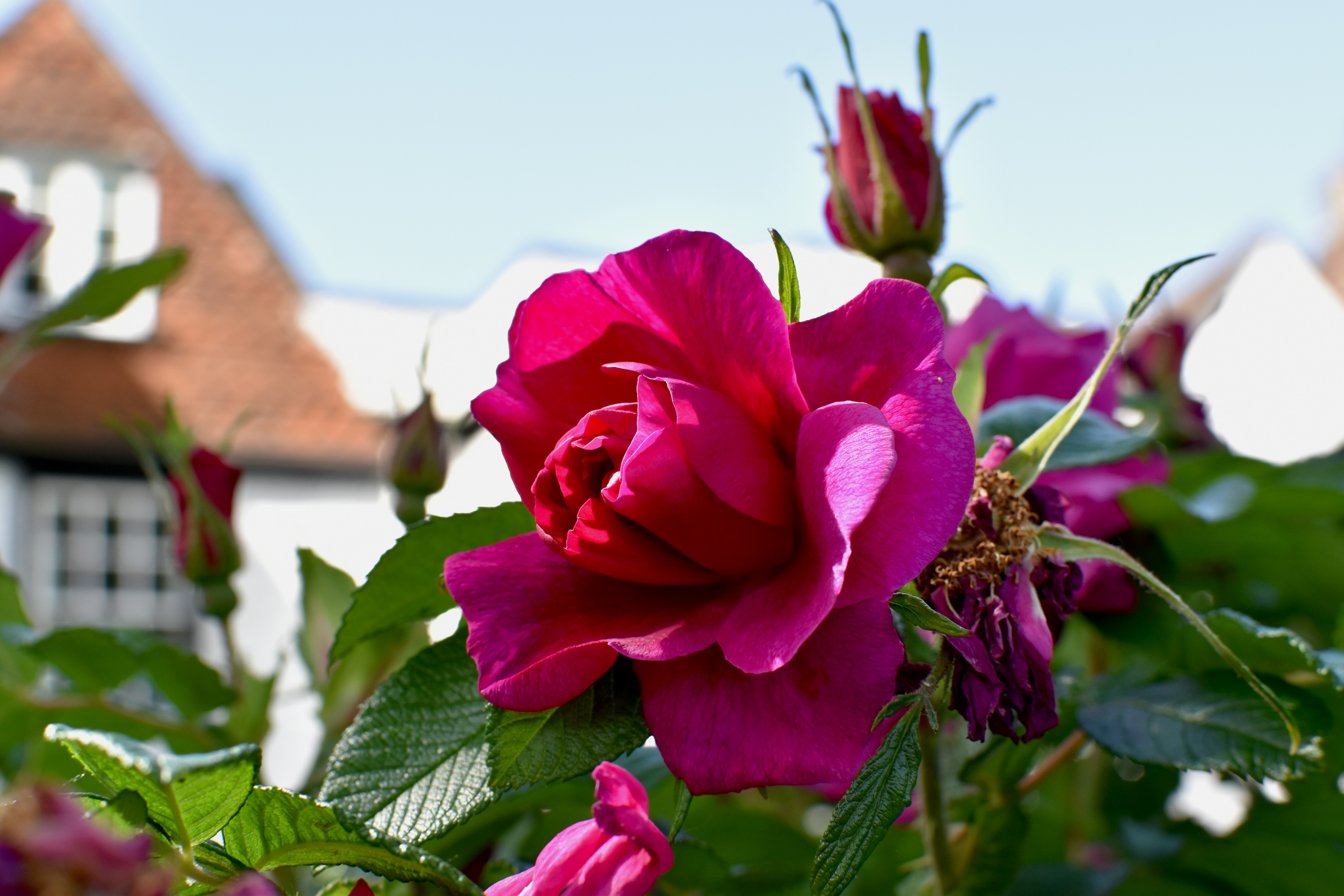 Crimson Rose in Focus: A Burst of Petals Against a Village Backdrop