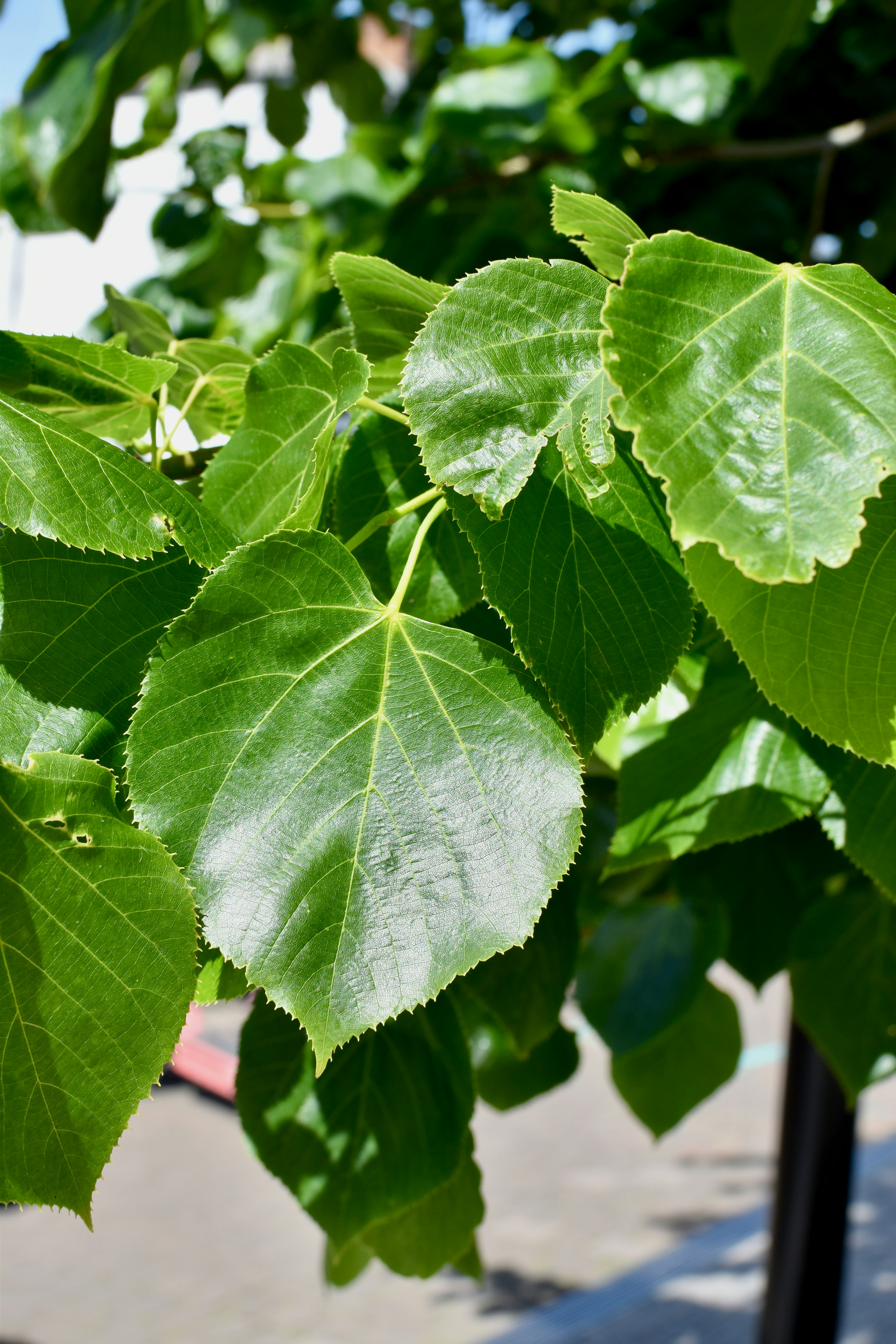 Sunlit Birch-like Leaves: Close-Up of Verdant Foliage