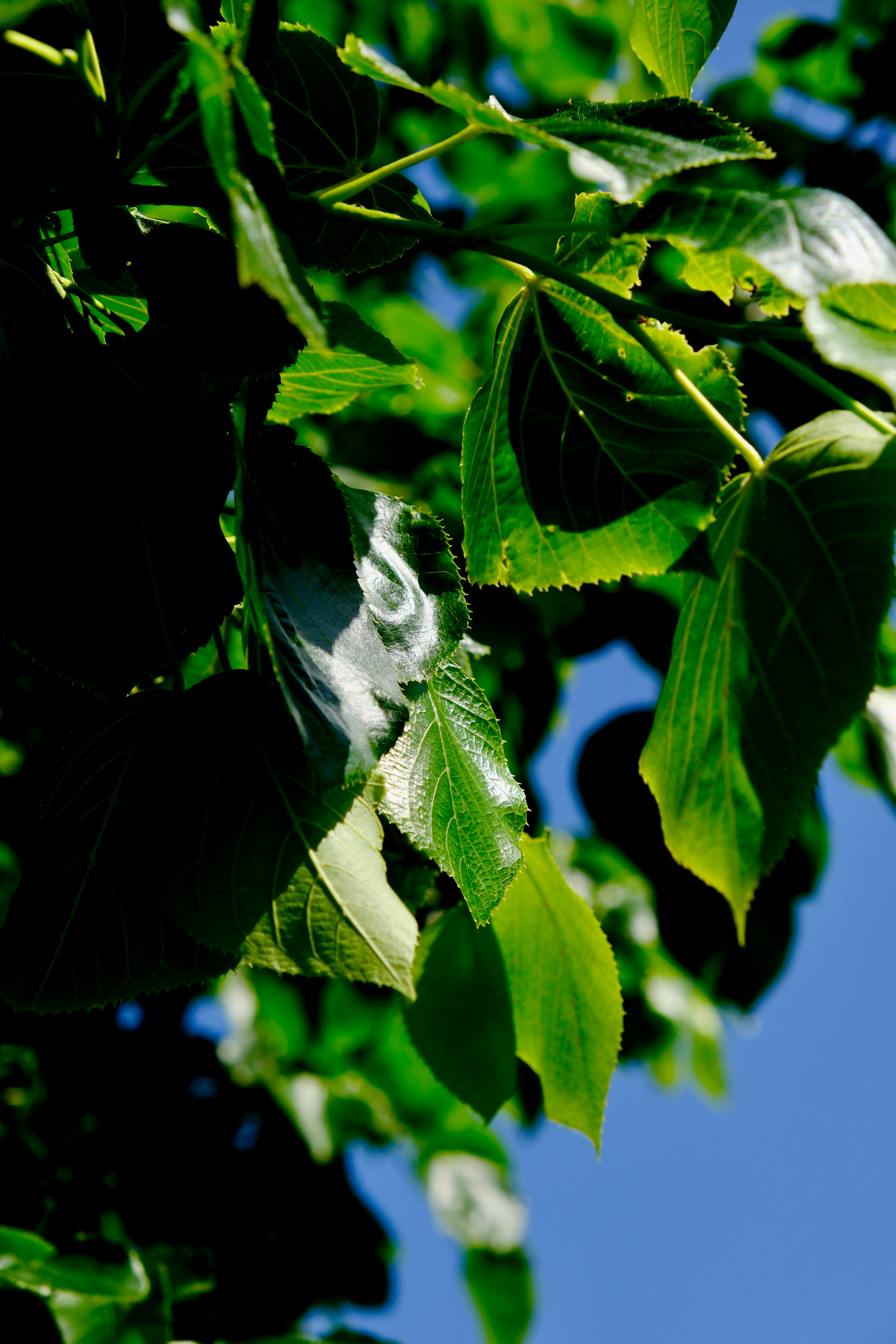 Sunlit Leaves Against a Clear Blue Sky