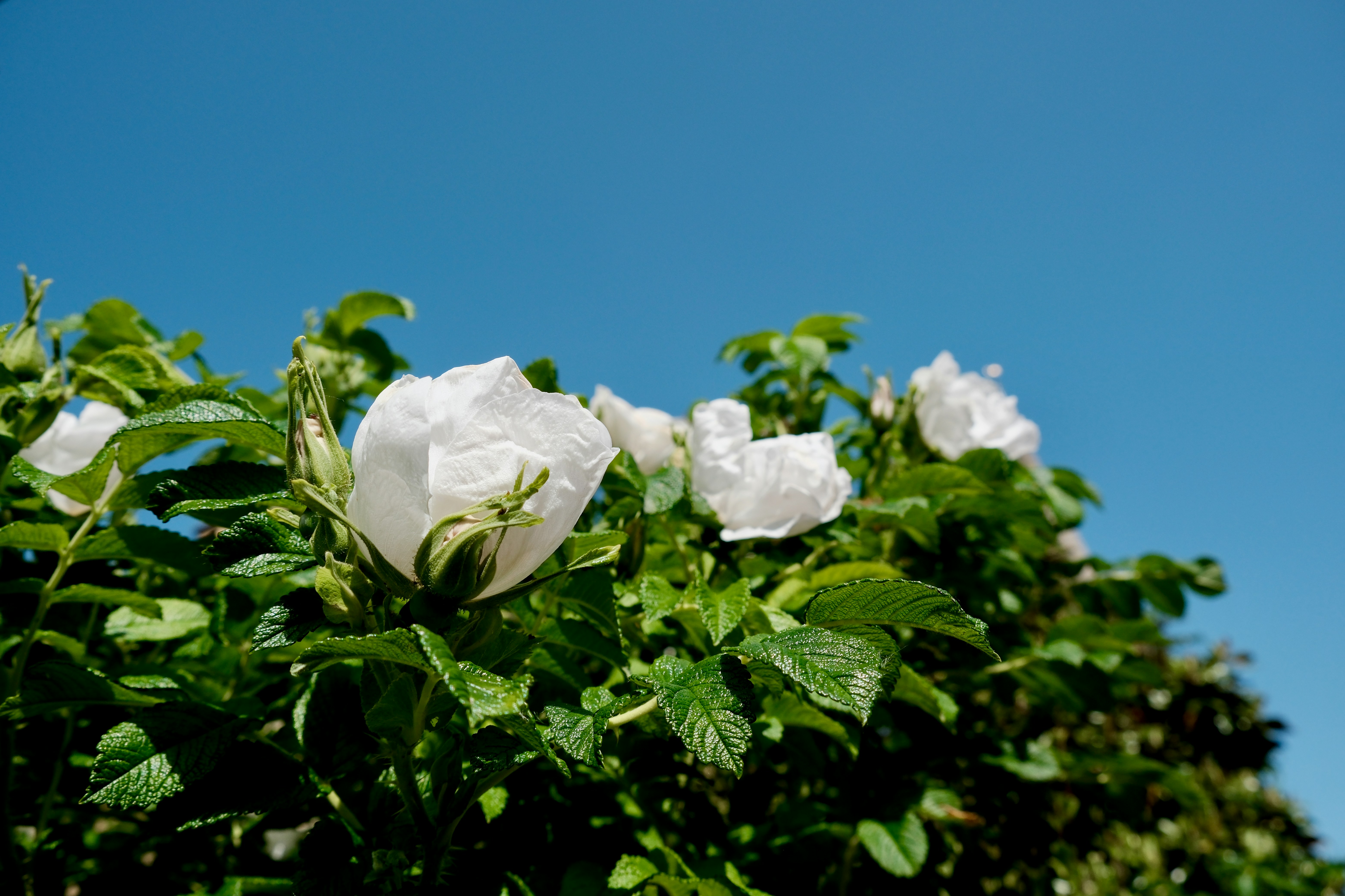 White Rose in a Clear Spring Sky