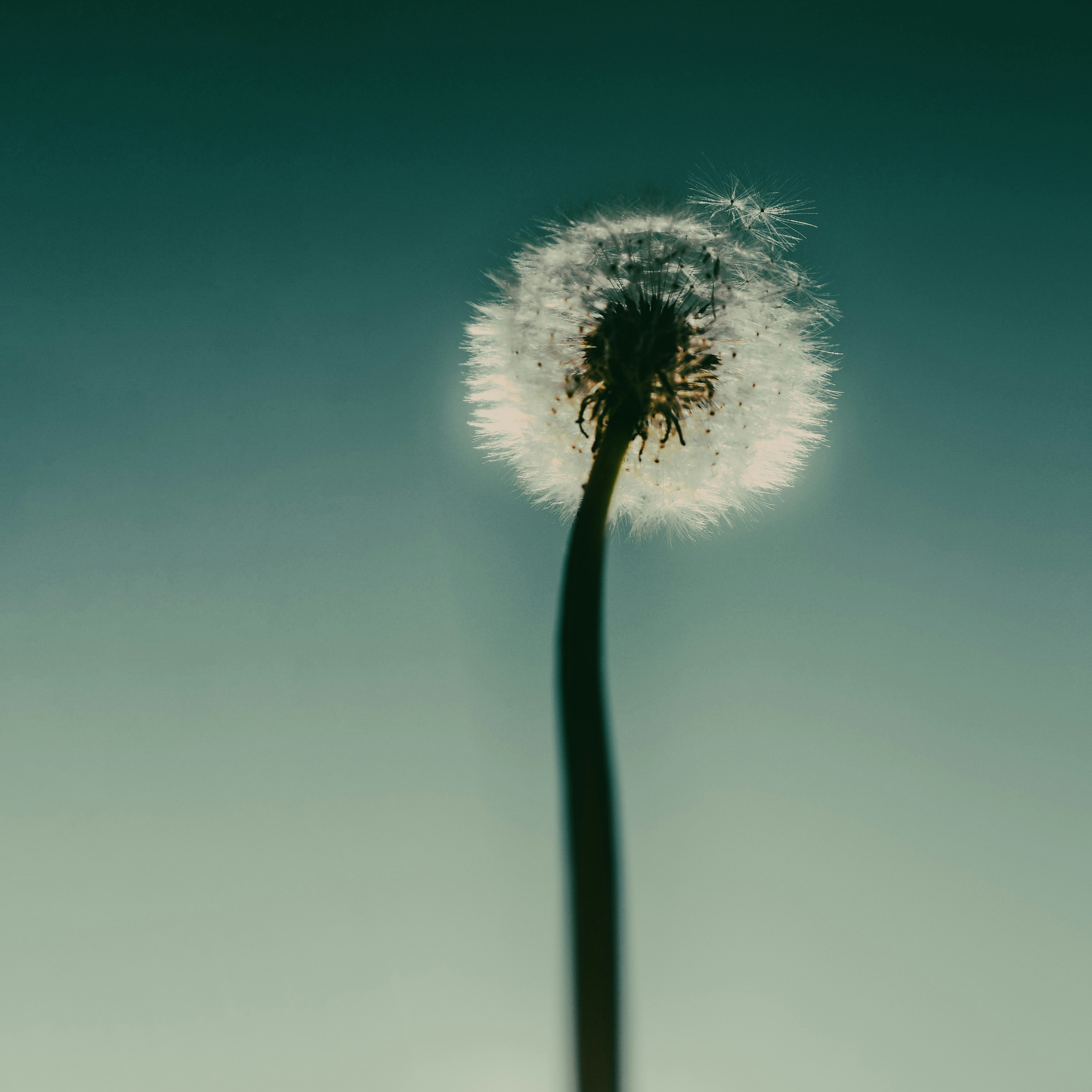 Seedhead against a tranquil gradient sky