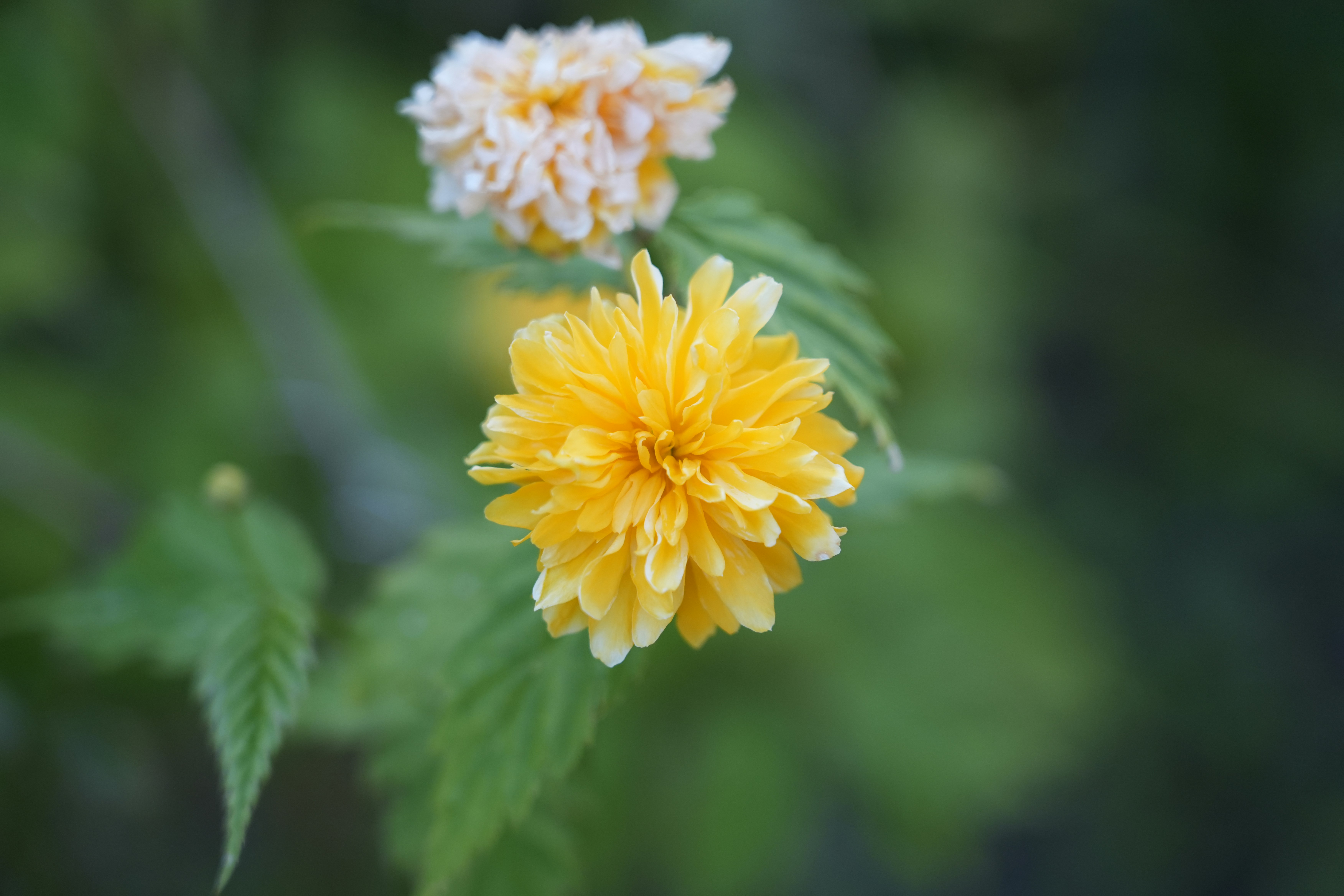 Two Golden Blooms in Soft Focus Garden