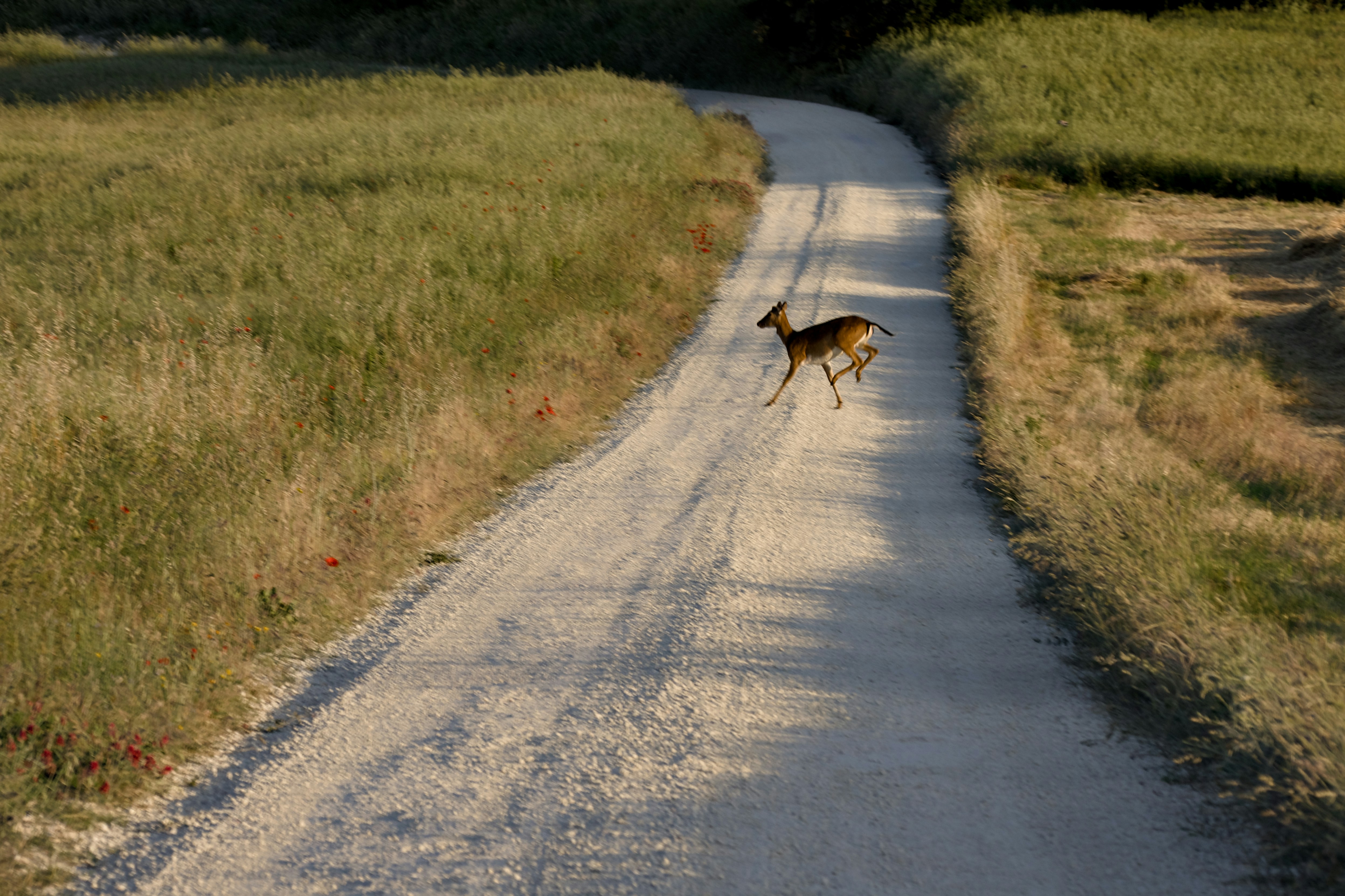 Curved Gravel Lane with a Deer Pause