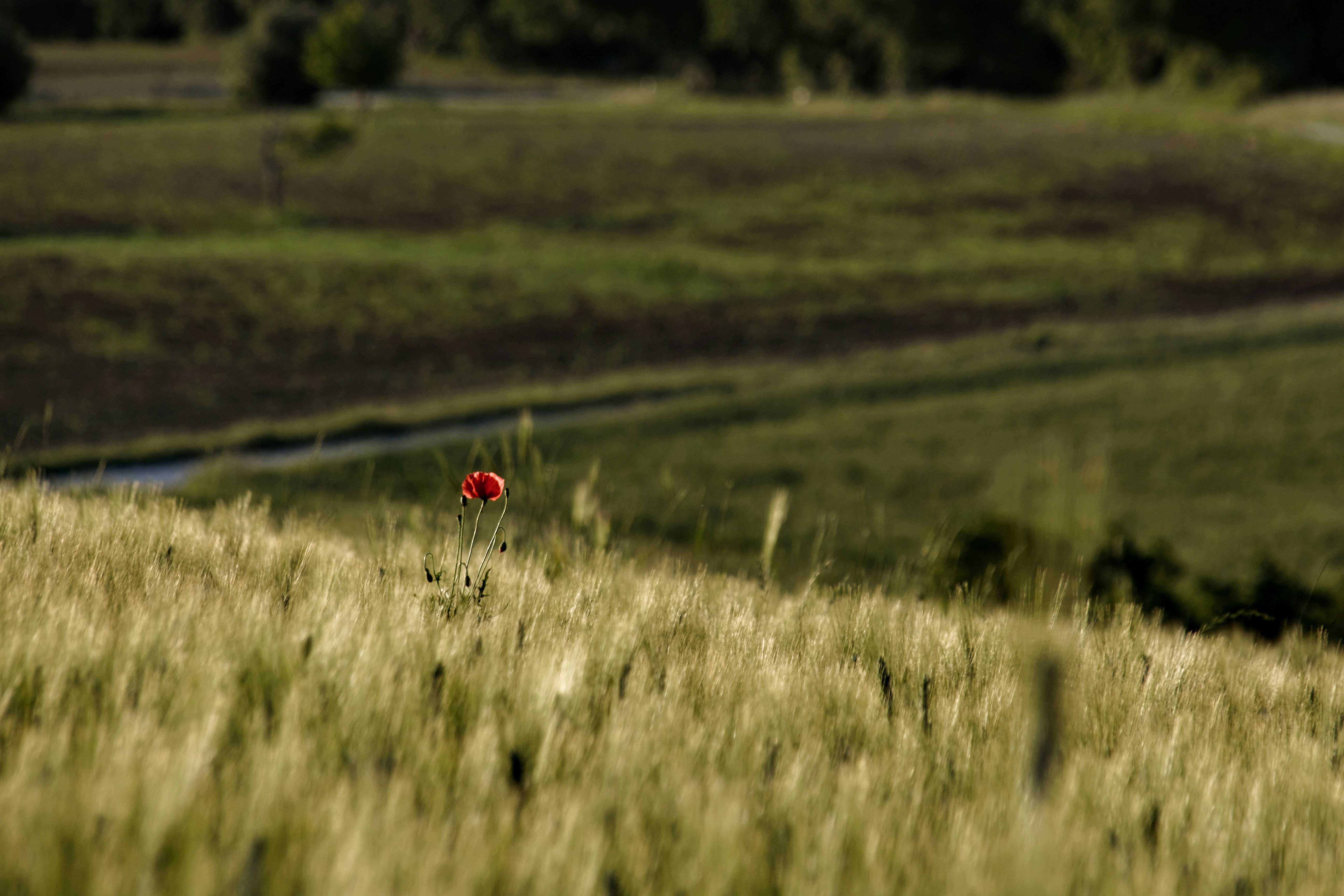  solitary red poppy amid sunlit field grasses
